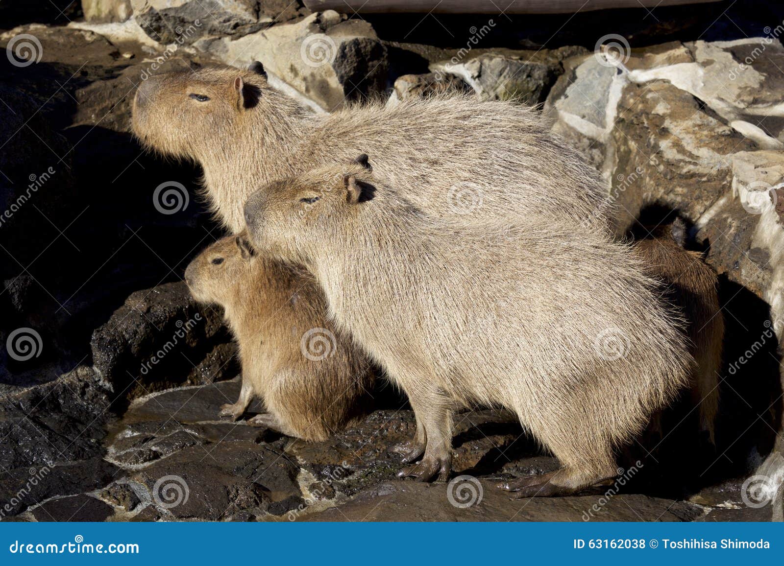 Capybara family stock photo. Image of close, brown, lake - 63162038