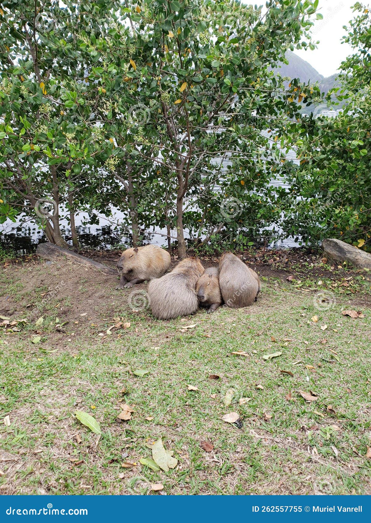 Capybara family resting stock image. Image of grass - 262557755