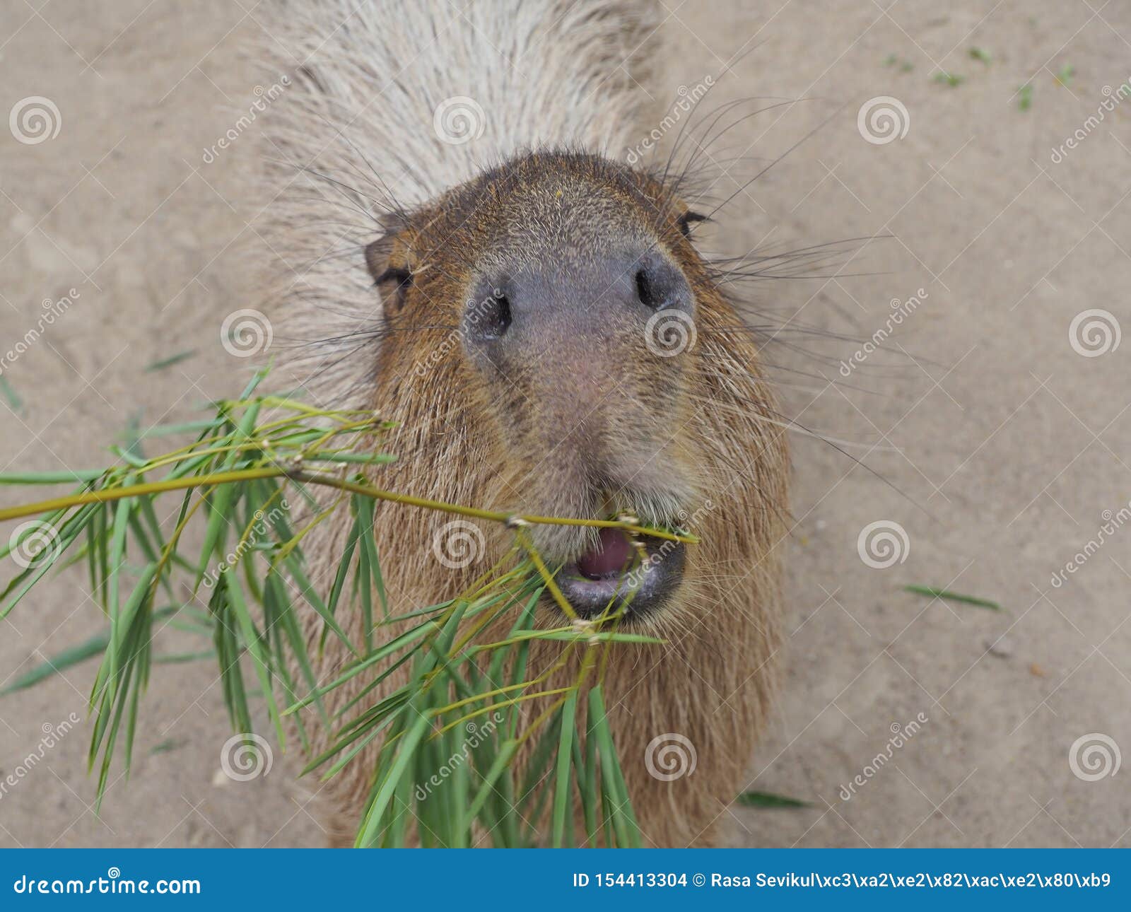 Capybara Feeding On Grass Royalty-Free Stock Photography ...