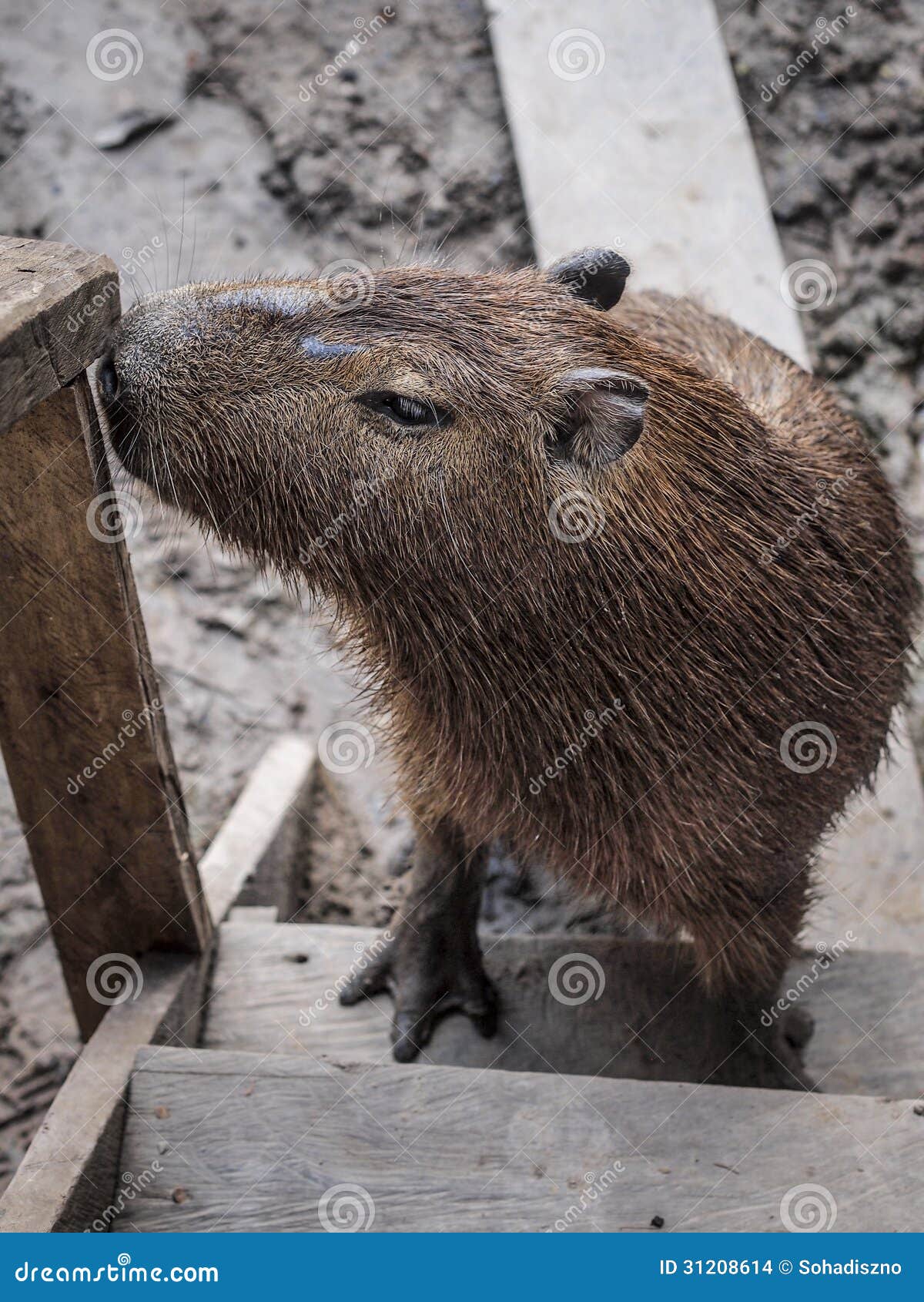 Capybara stock photo. Image of capybara, peru, hydrochoerus - 31208614