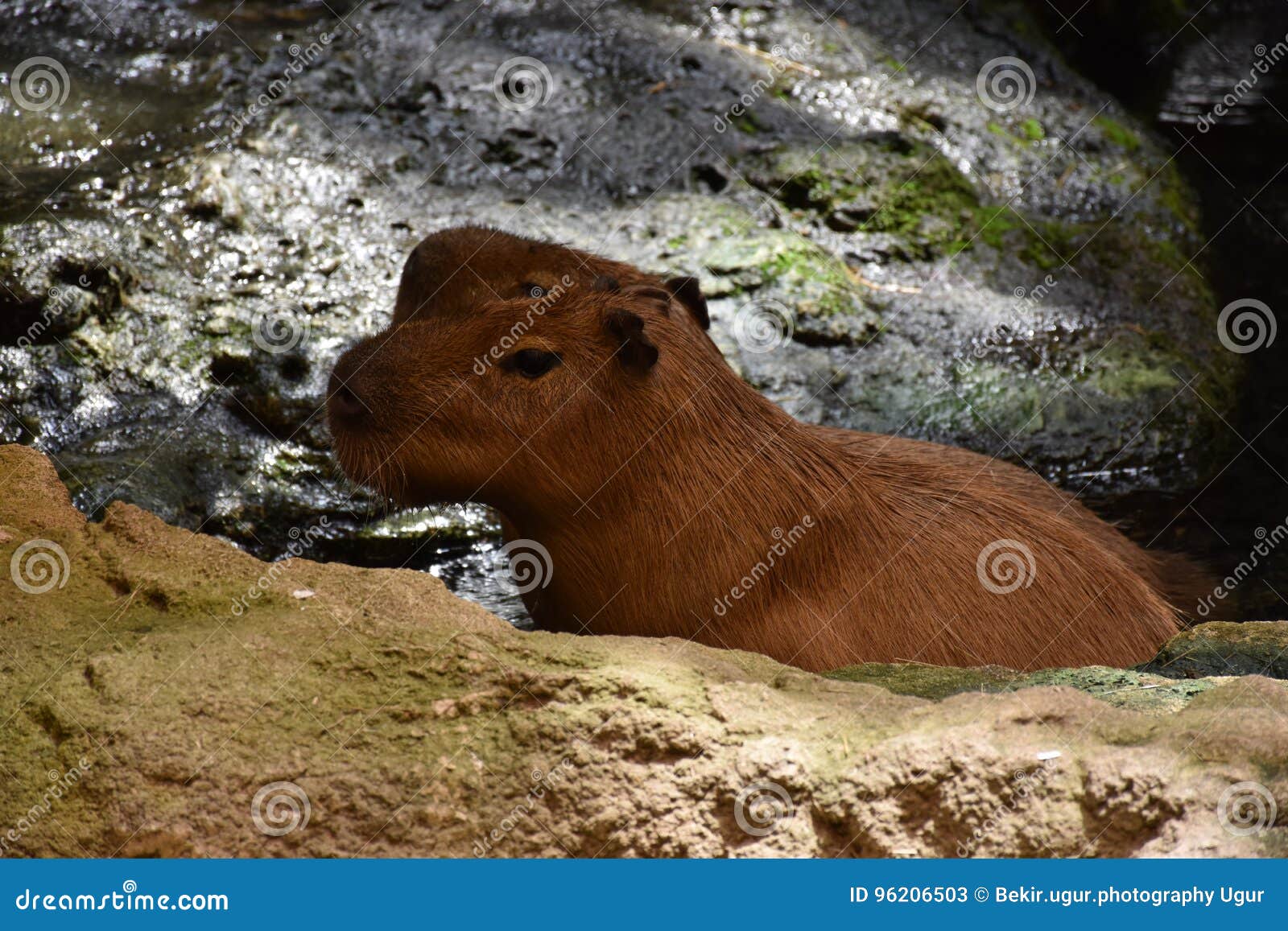 Capybara stock image. Image of lions, wild, ncapybara - 96206503