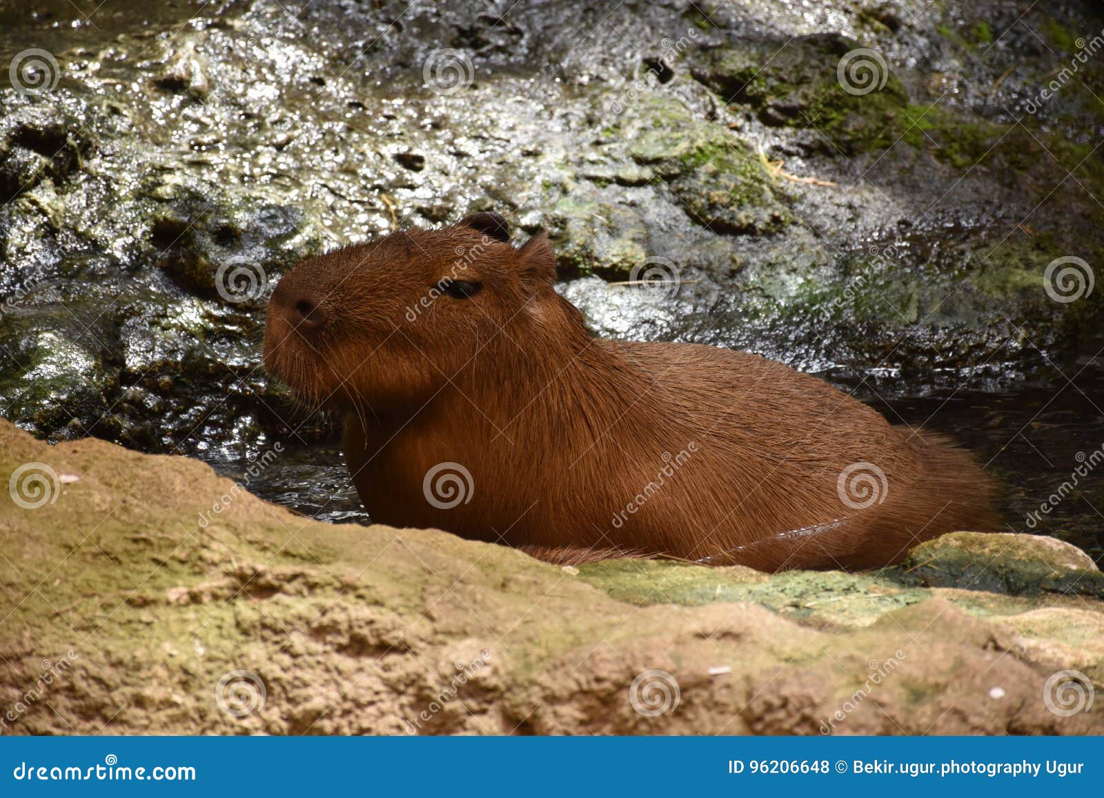 Capybara stock photo. Image of blue, african, hydrochaeris - 96206648