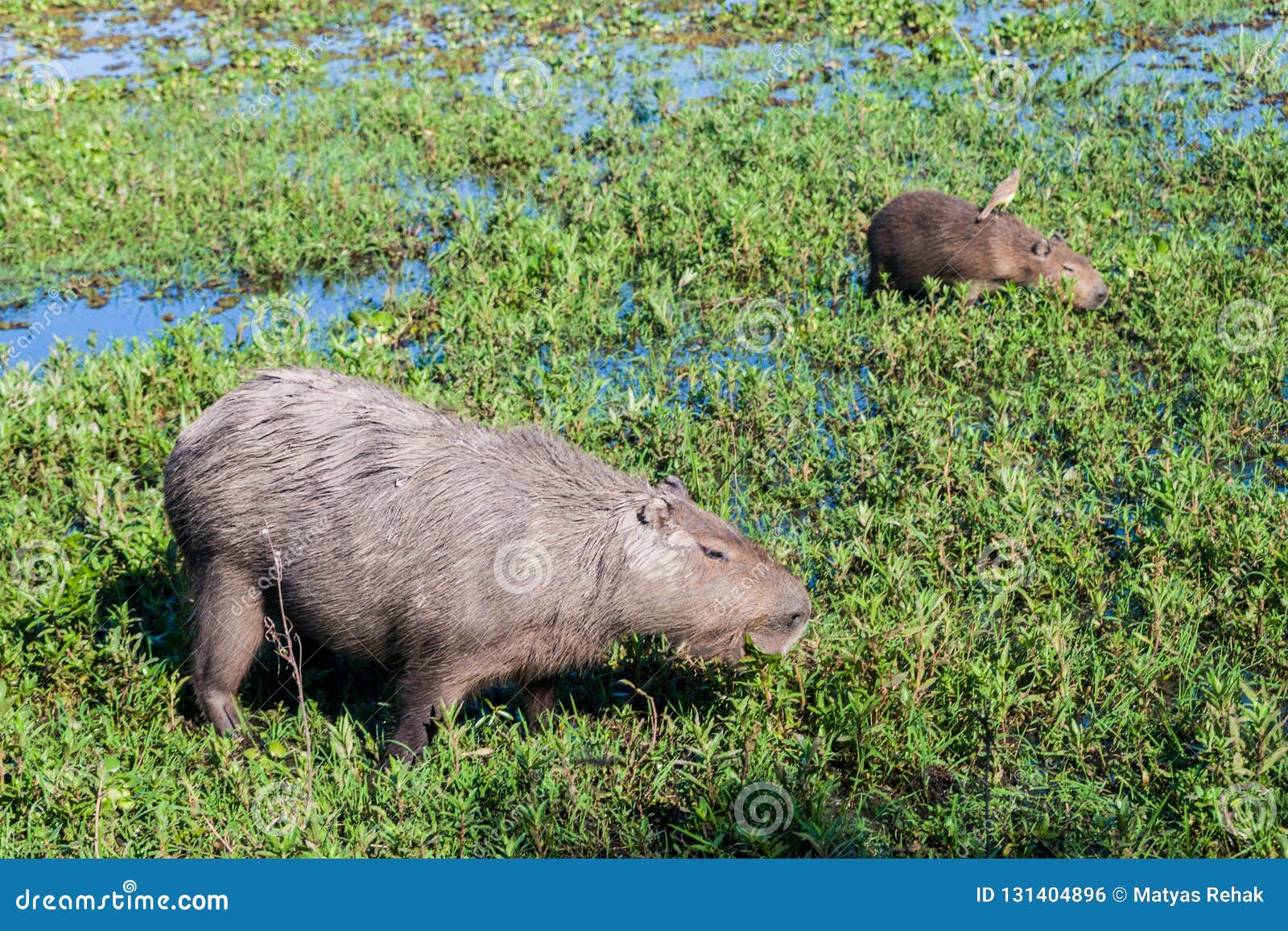 Capybara with flycatcher stock photo. Image of grande - 131404896