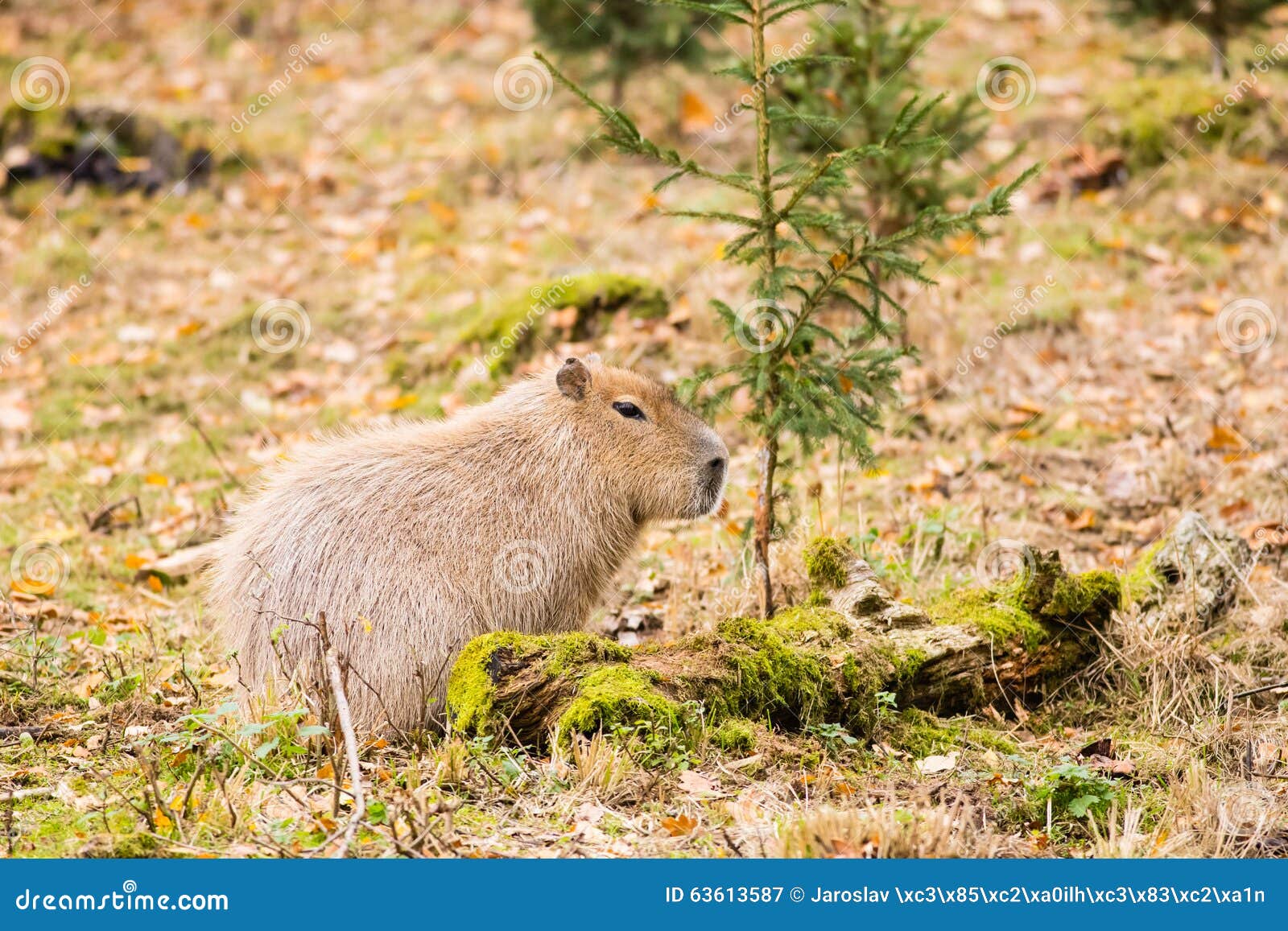 Capybara in Front of Small Tree Stock Image - Image of animal, latin ...