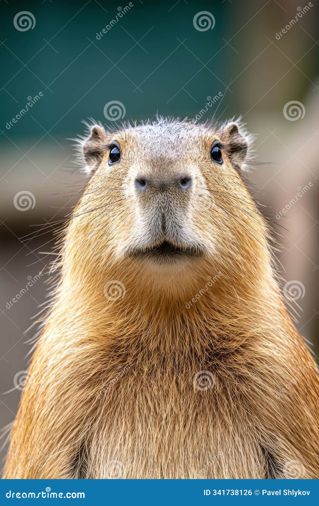 The Capybara, Funny Positive Big Rodent Stock Photo - Image of outdoor ...