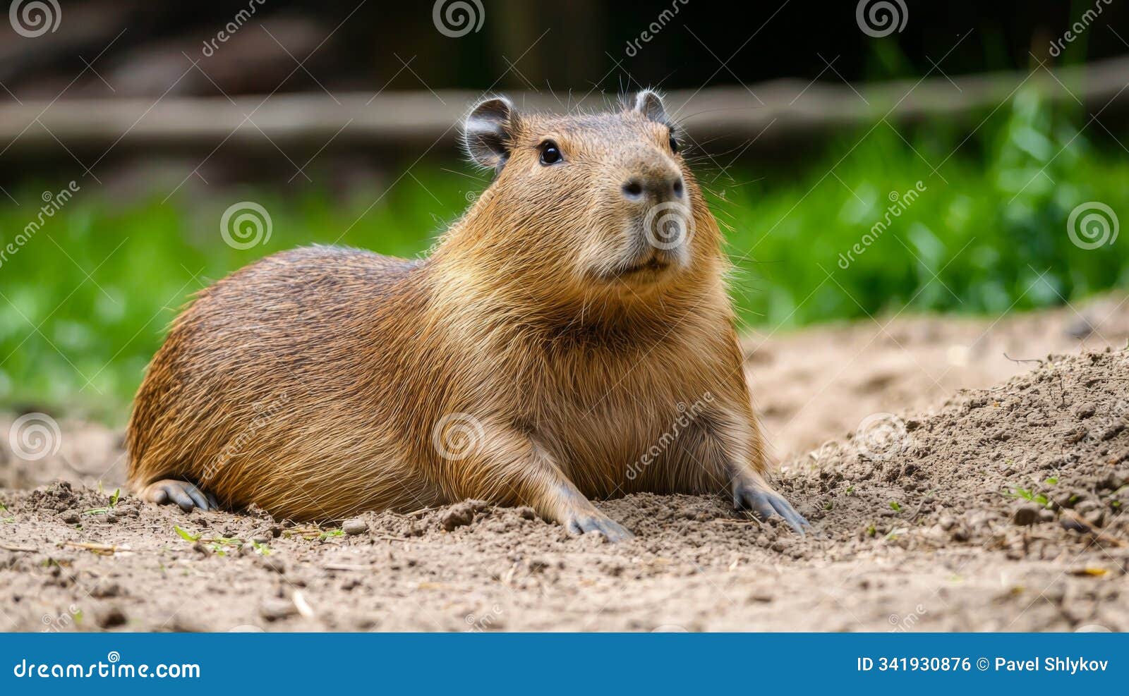 The Capybara, Funny Positive Big Rodent Stock Photo - Image of natural ...