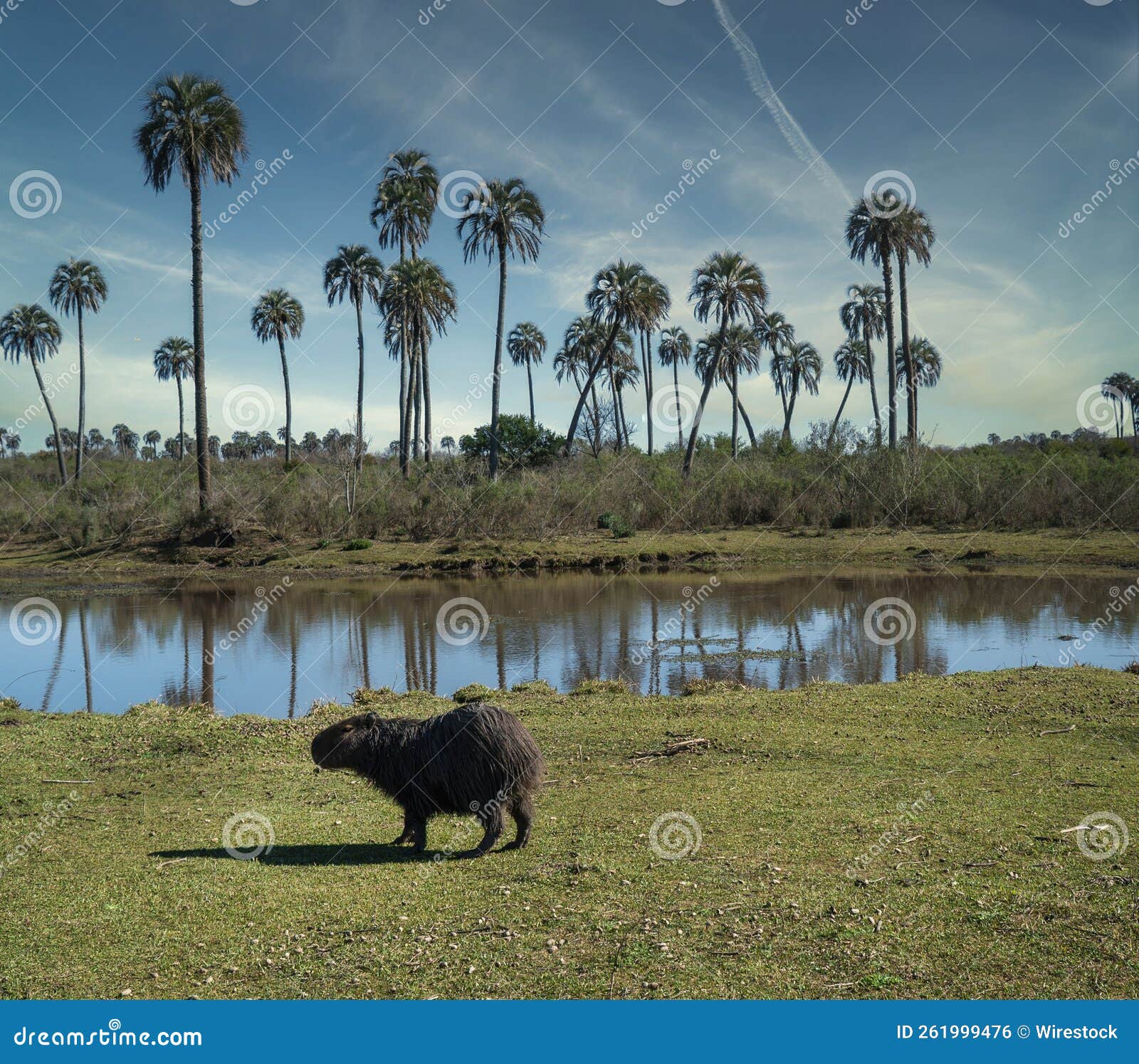 Capybara at the Edge of the River with Palm Trees in the Background ...