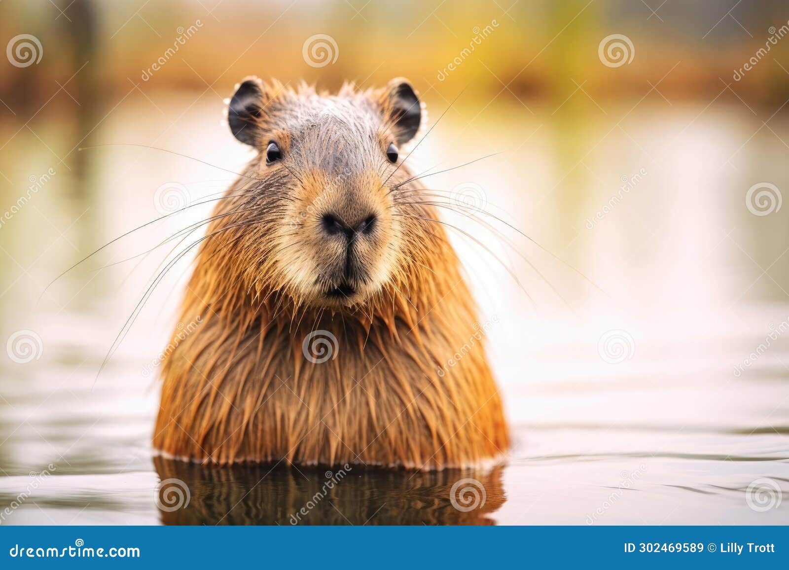 Capybara, a Giant Cavy Rodent, in the Water Stock Image - Image of ...