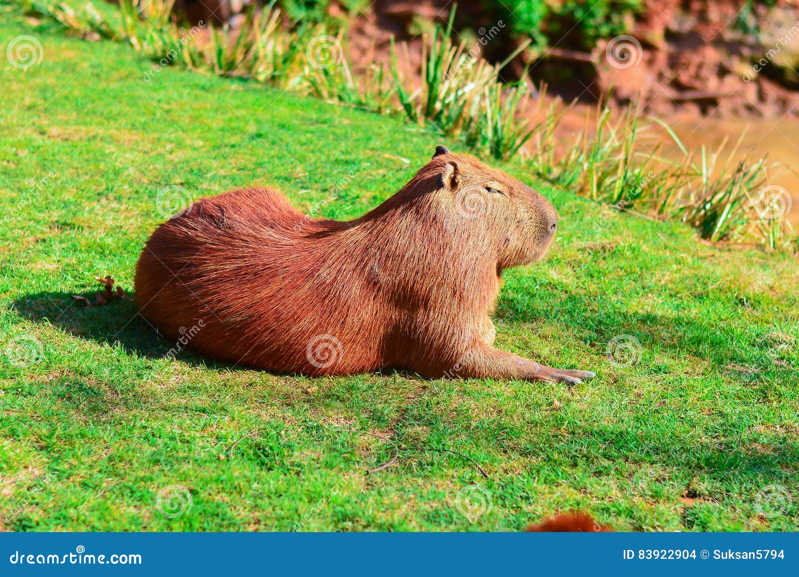 Capybara Giant Rat Capistrano Stock Photos - Free & Royalty-Free Stock ...