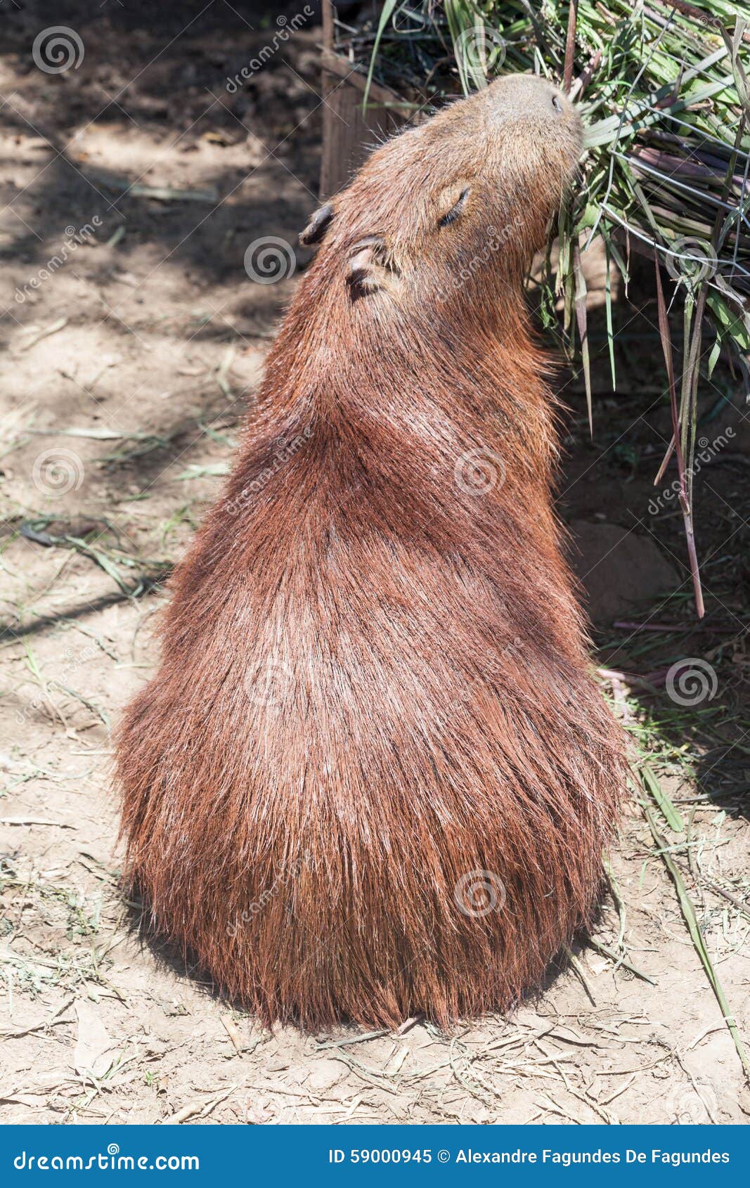 Capybara in Gramado Zoo Brazil Stock Image - Image of south ...