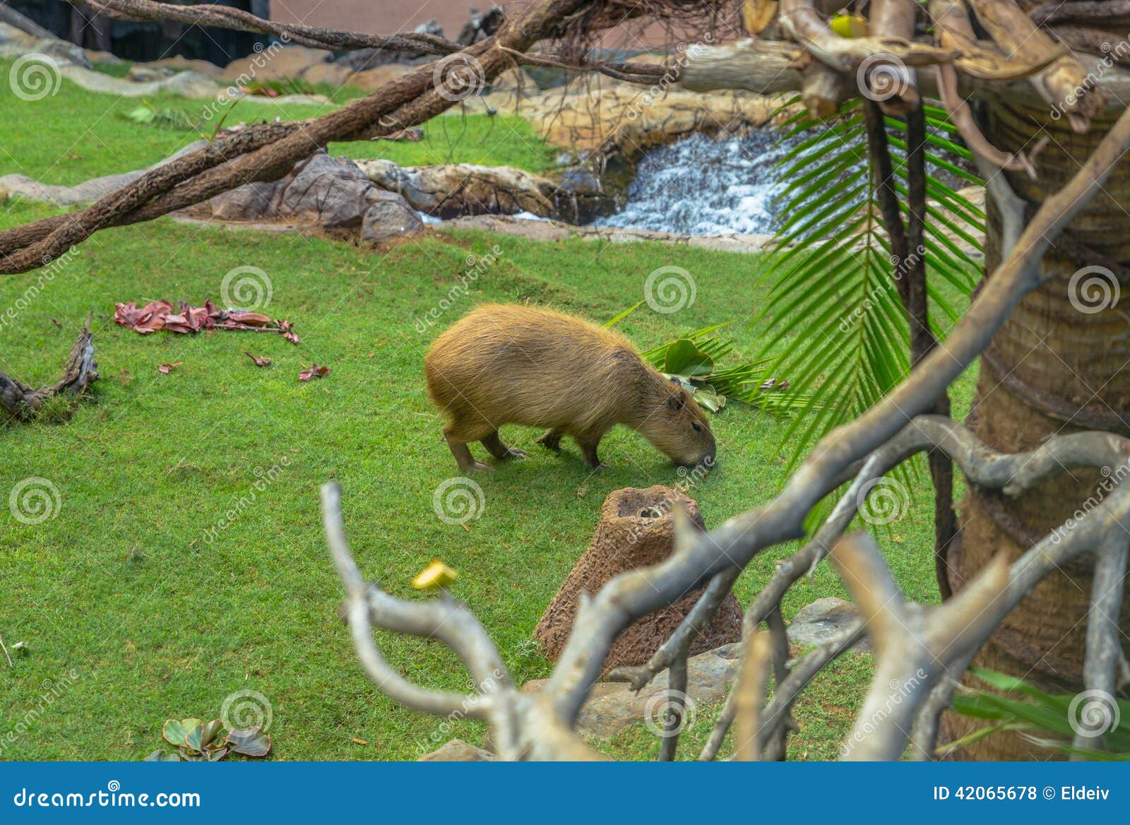 Capybara Grazing on Grass stock photo. Image of park - 42065678