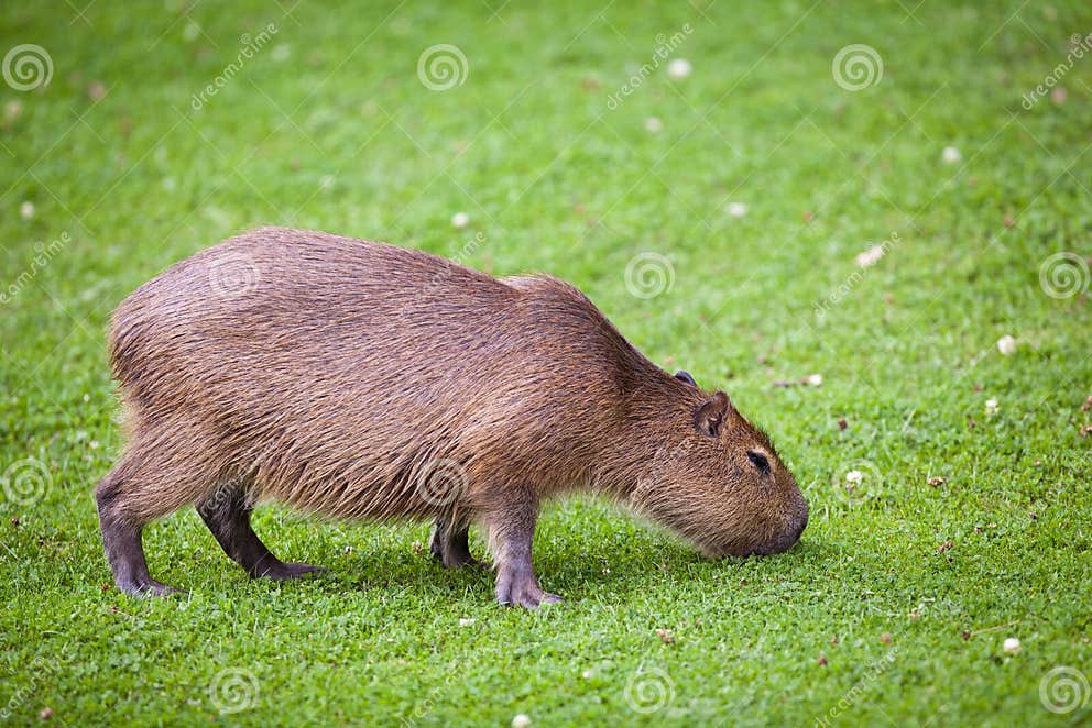 Capybara Grazing on Green Grass Stock Photo - Image of ecuador, cute ...