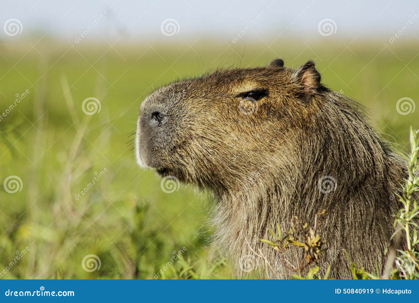 Capybara Head while Resting Stock Image - Image of portrait, grande ...