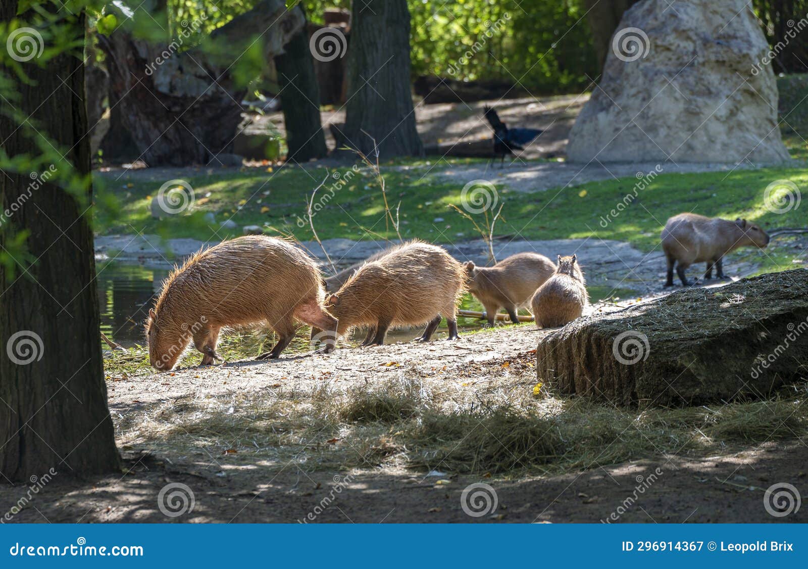 Capybara herd stock image. Image of mammal, south, animals - 296914367