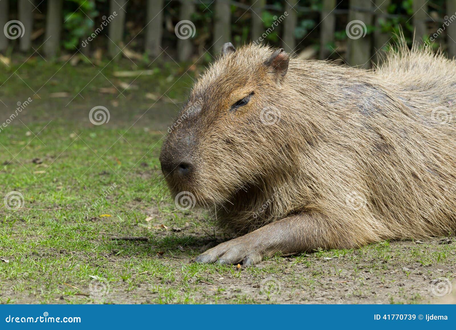 Capybara het rusten stock afbeelding. Image of park, fauna - 41770739