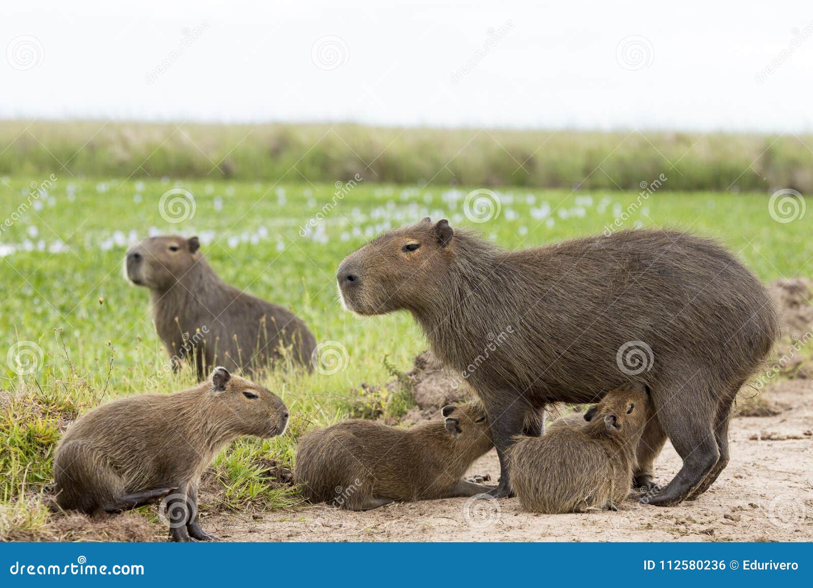 Capybara Hydrochaeris Hydrochaeris Stock Photo - Image of marsh, ibera ...
