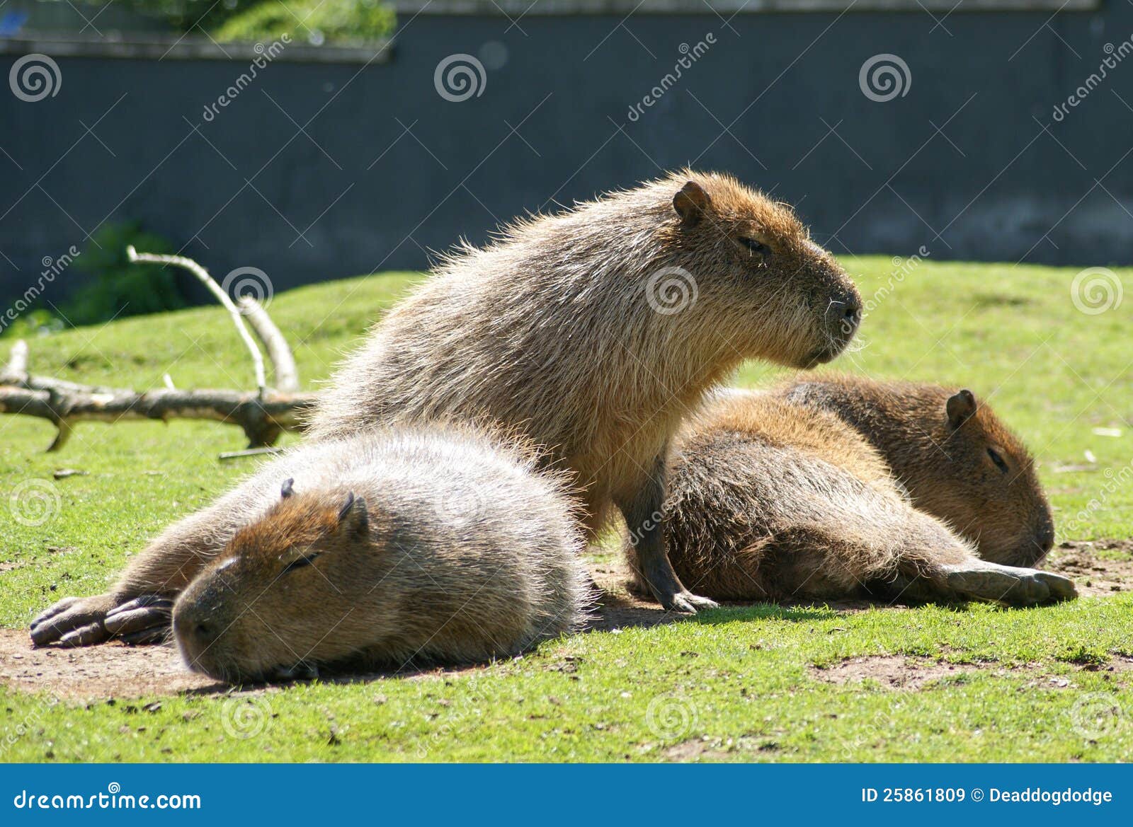 Capybara / Hydrochoerus Hydrochaeris Stock Image - Image of capybara ...