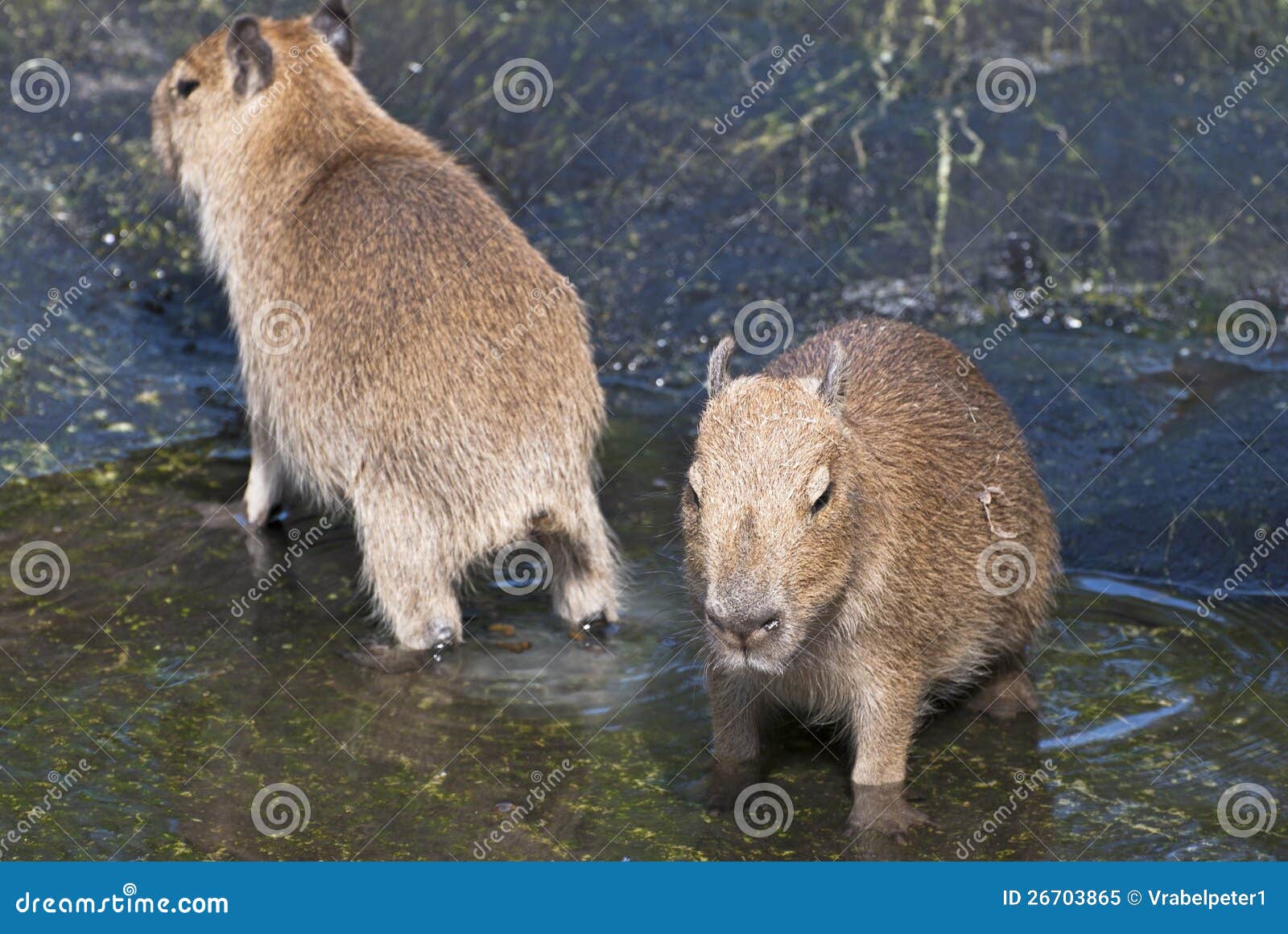 Capybara (Hydrochoerus Hydrochaeris) Stock Image - Image of closeup ...