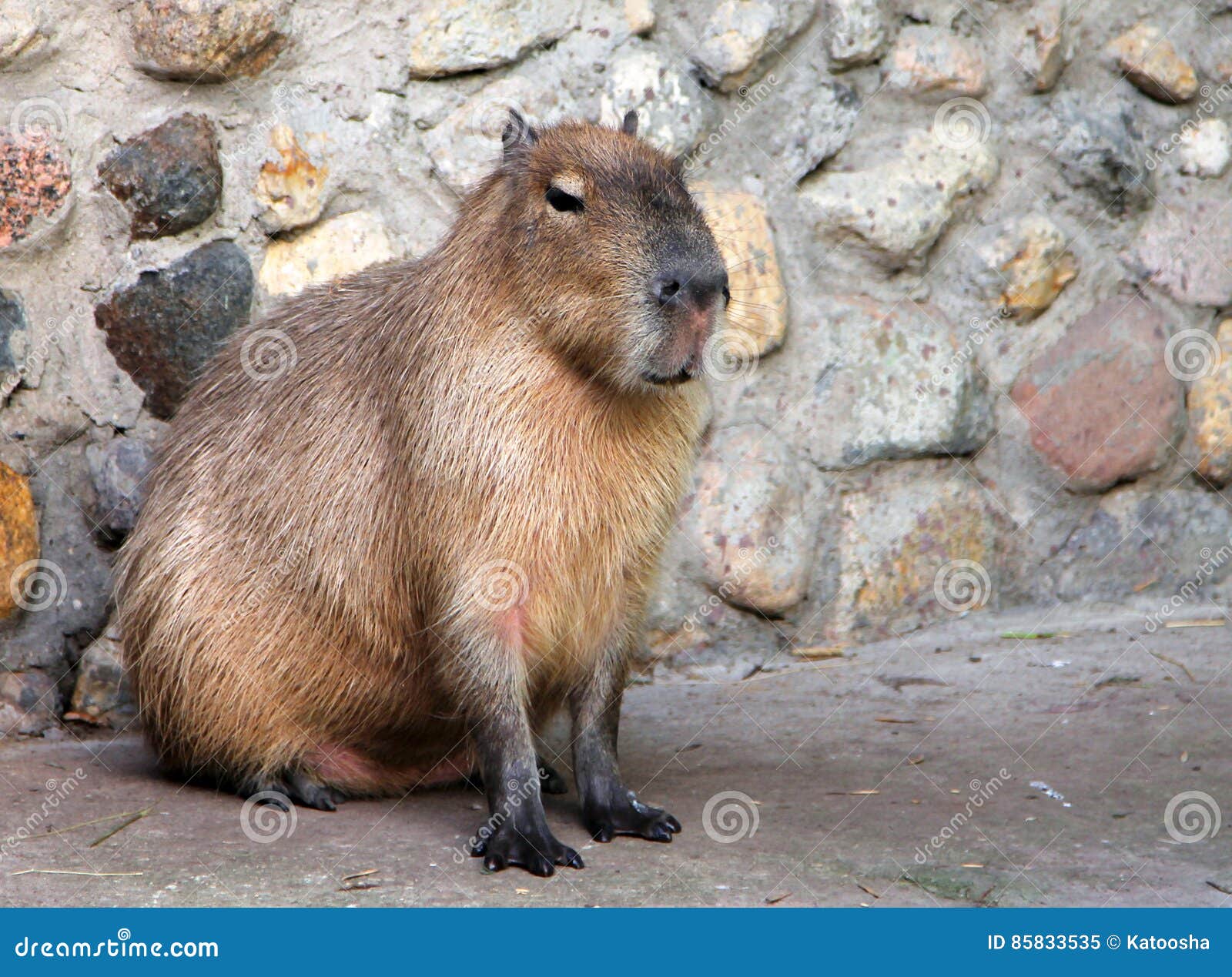 Male Capybara With Deformed Mouth, And Baby Royalty-Free Stock Photo ...