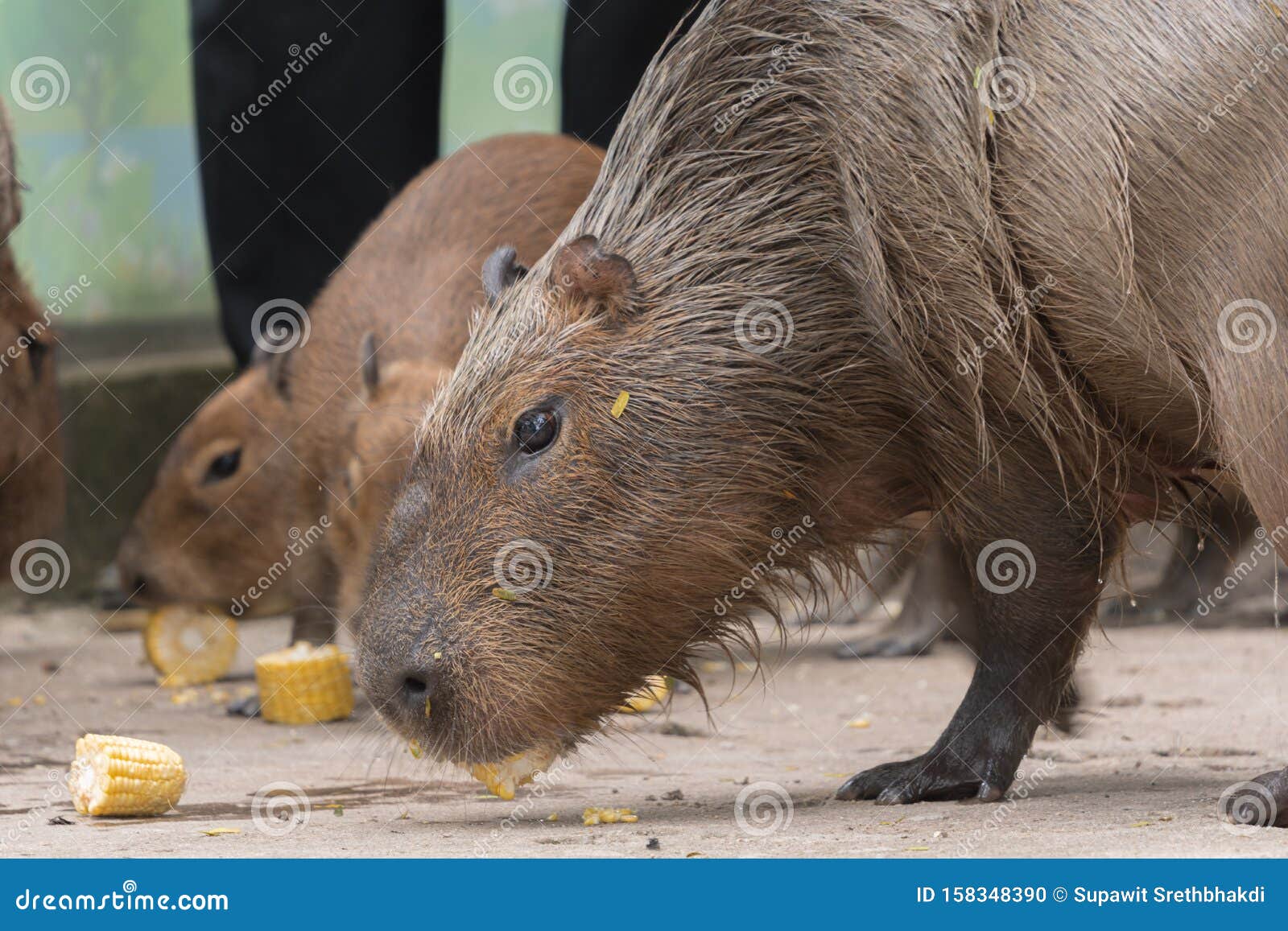 Capybara (Hydrochoerus Hydrochaeris). Stock Photo - Image of eating ...