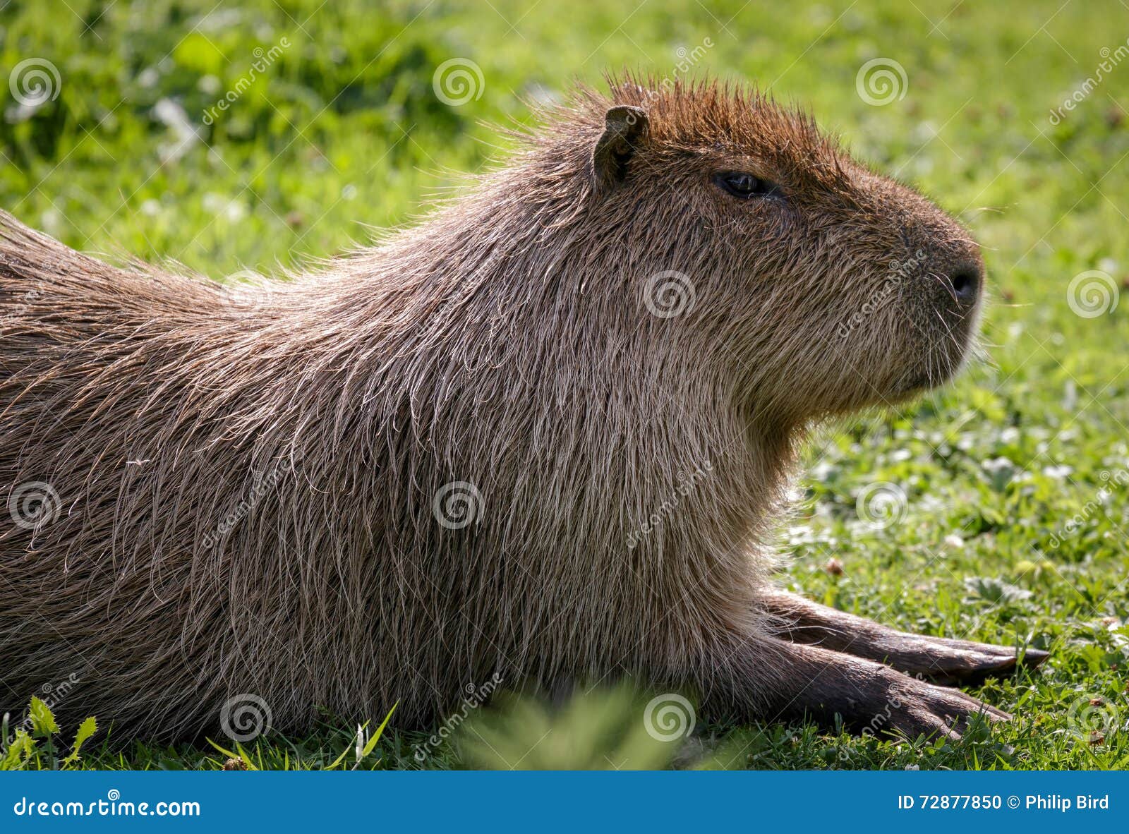 Capybara (Hydrochoerus Hydrochaeris) Stock Photo - Image of animal ...