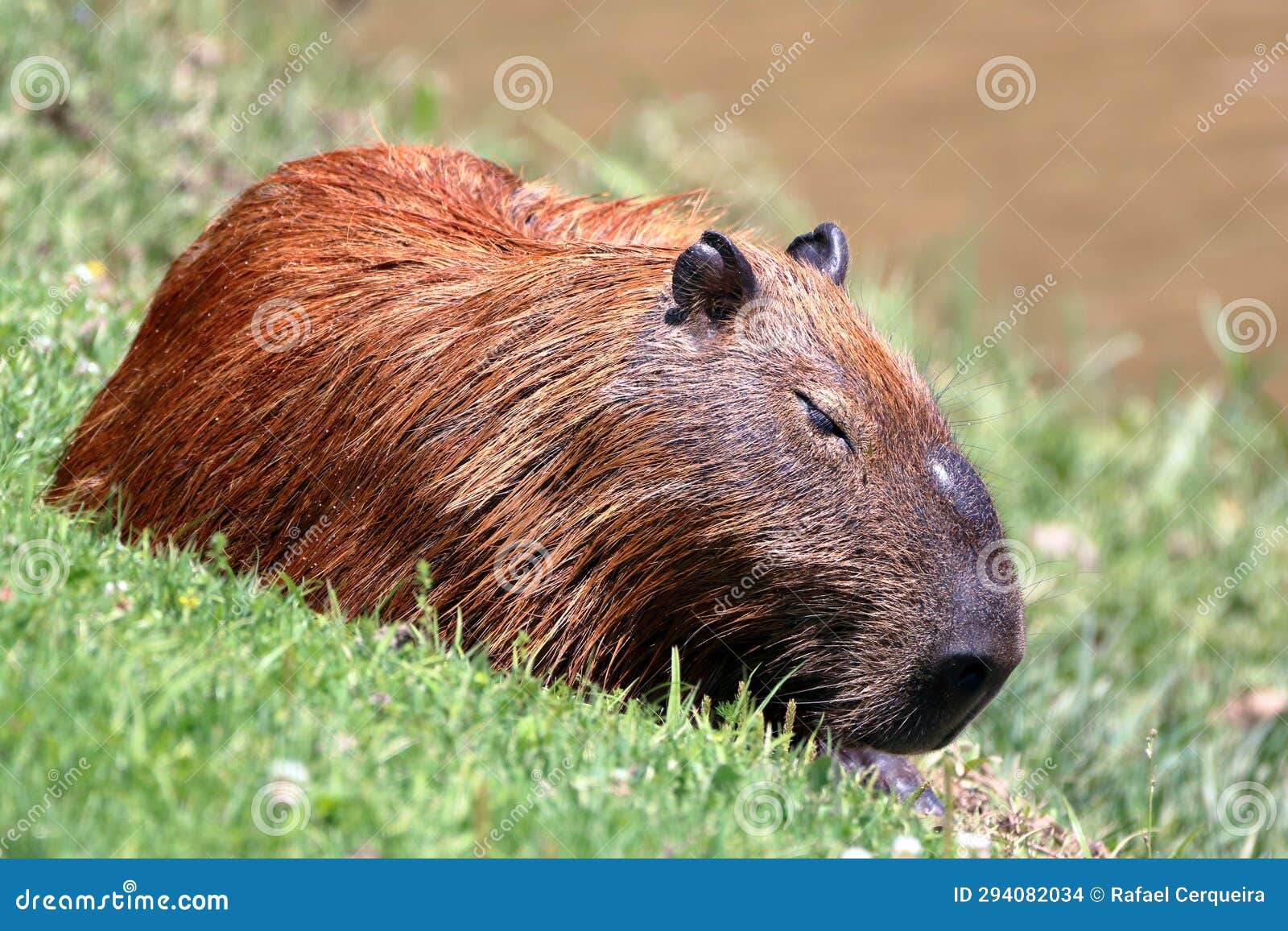 Capybara (Hydrochoerus Hydrochaeris). Isolated, Sleeping on Grass ...