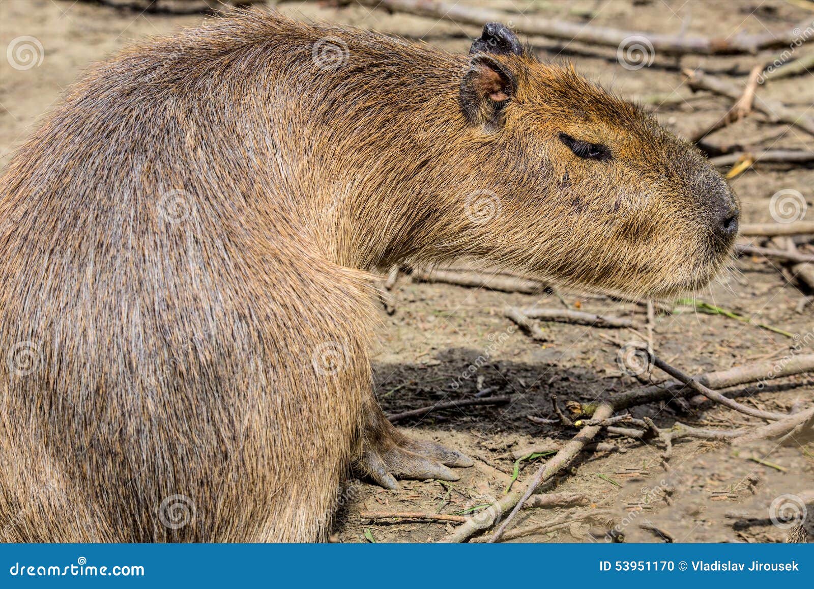 Capybara, Hydrochoerus Hydrochaeris, the Largest Rodent Stock Photo ...