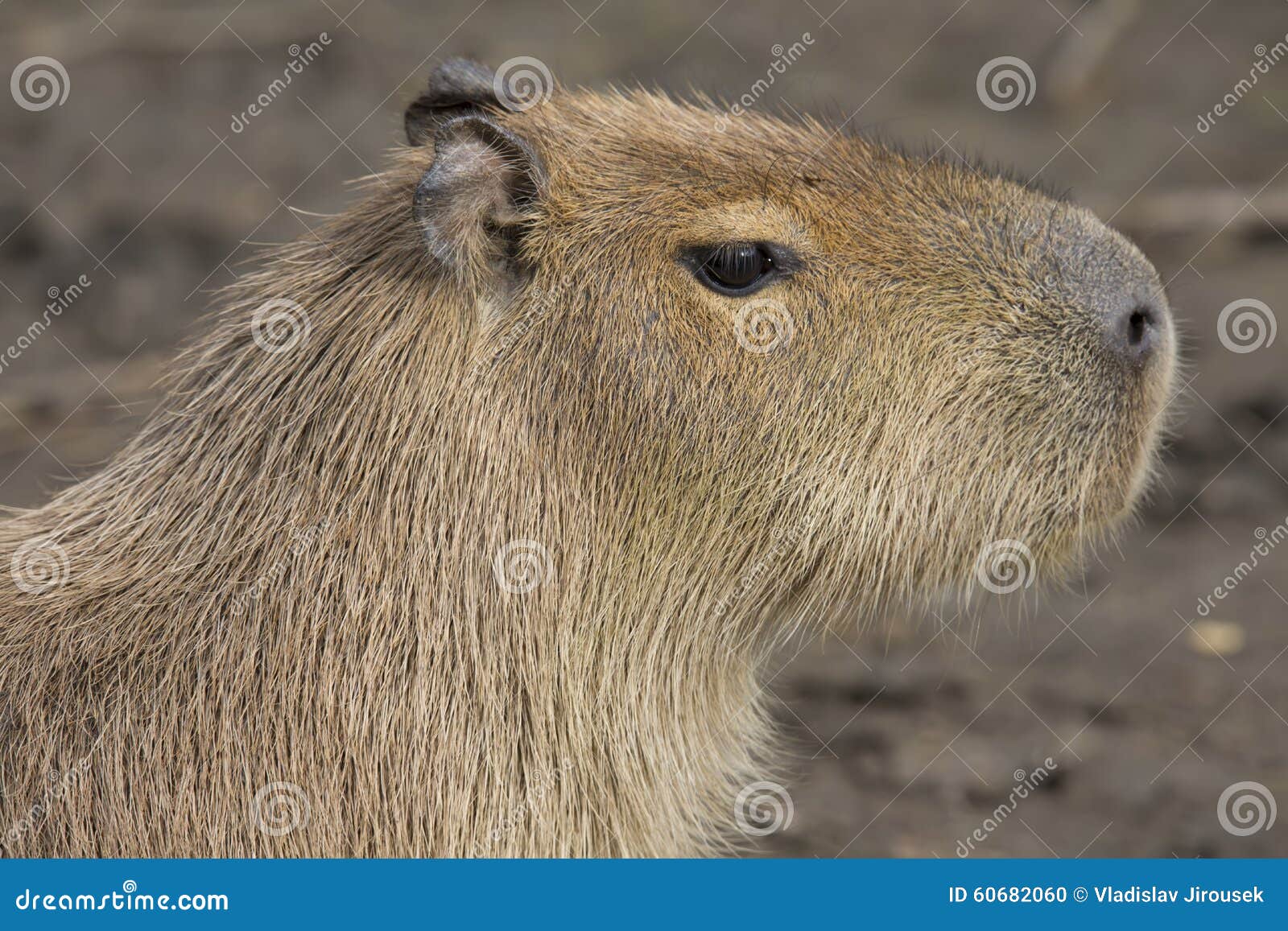 Capybara, Hydrochoerus Hydrochaeris, the Largest Rodent Stock Photo ...