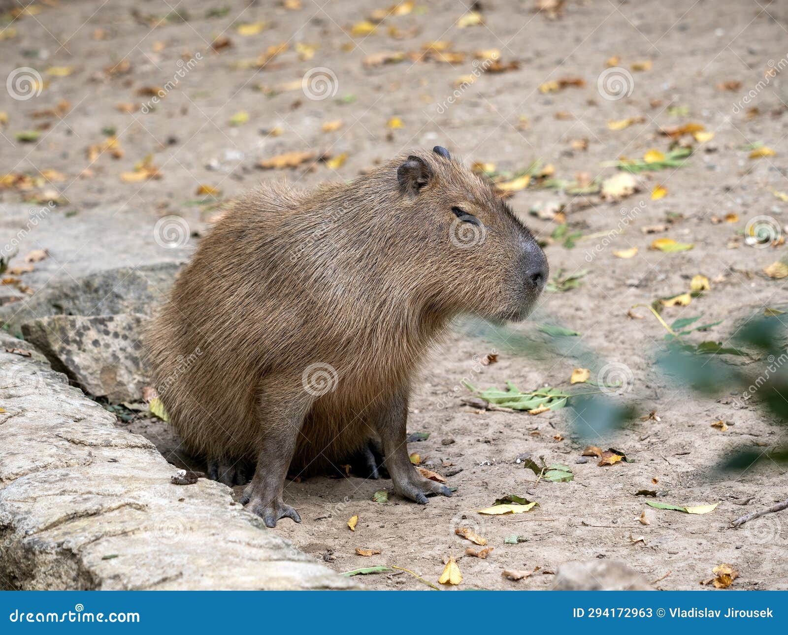 Capybara, Hydrochoerus Hydrochaeris, is the Largest Water-bound Rodent ...