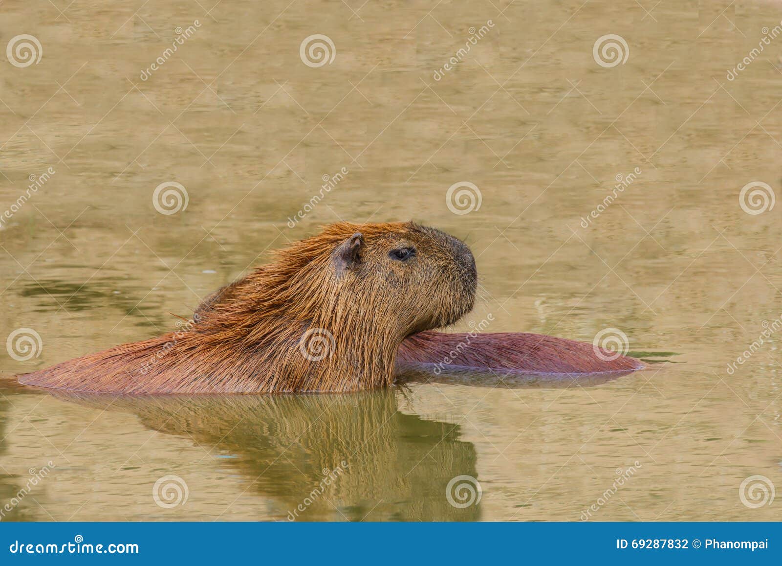 Capybara In A Pool Stock Image | CartoonDealer.com #90073801