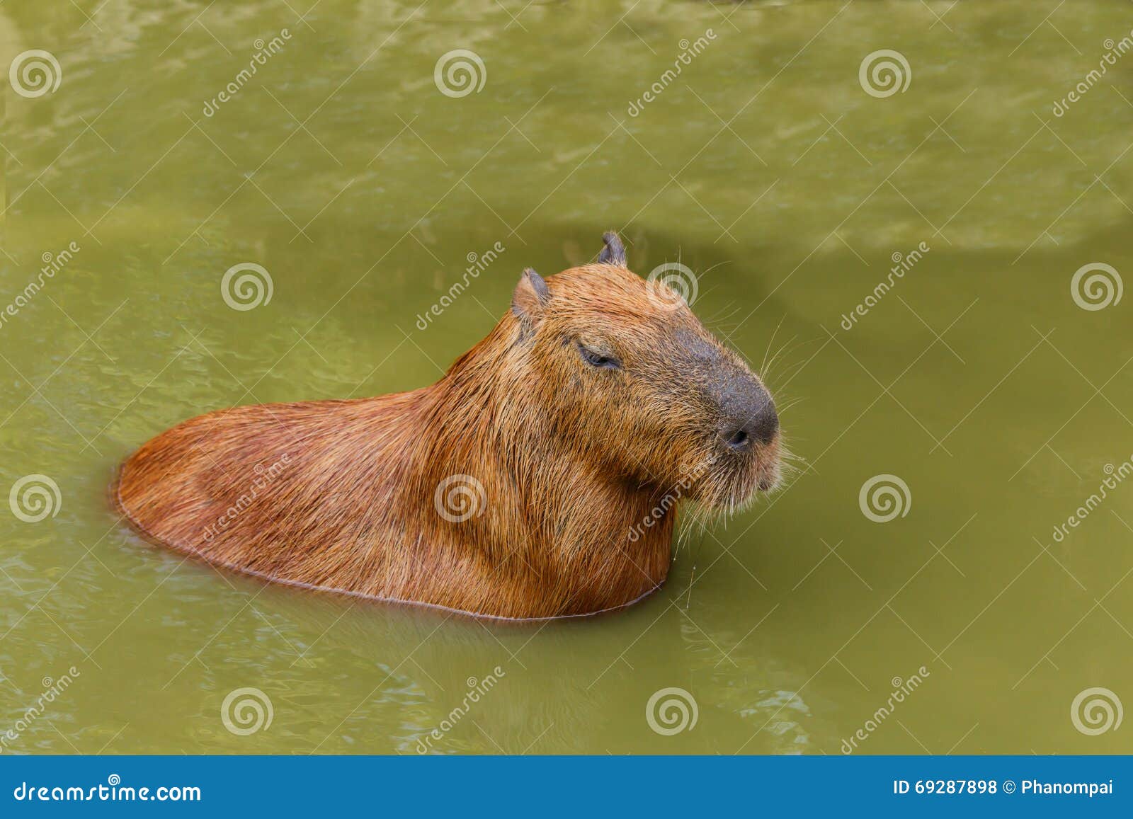 Capybara In A Pool Stock Image | CartoonDealer.com #90073801