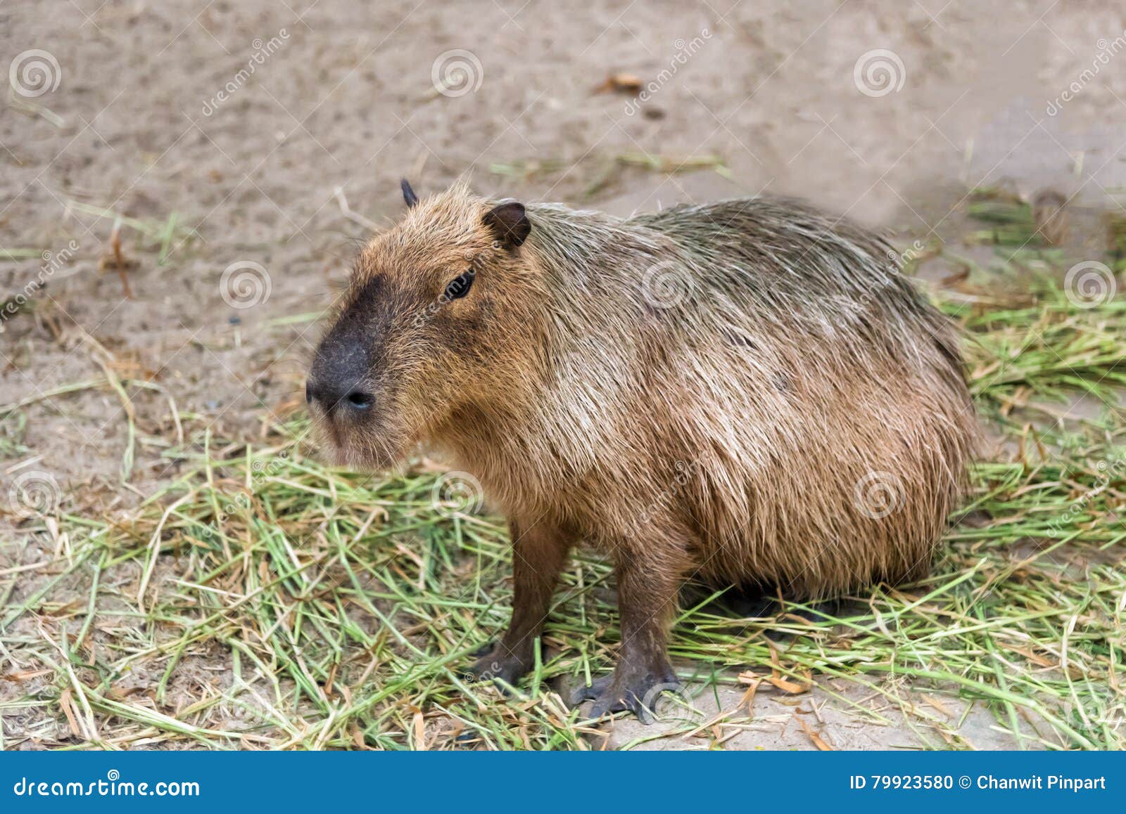 Capybara Hydrochoerus Hydrochaeris Sitting on the Grass Ground Stock ...