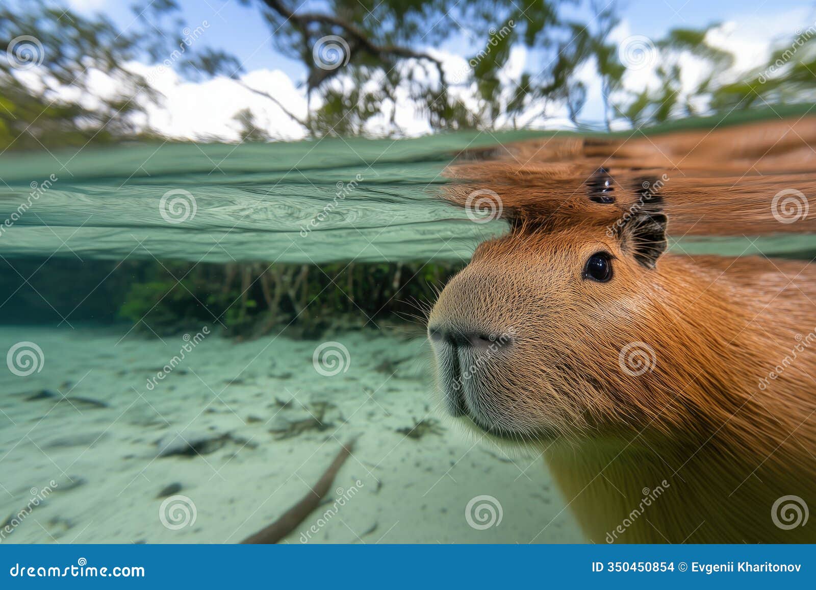 Capybara (Hydrochoerus Hydrochaeris) Swimming Underwater Stock ...