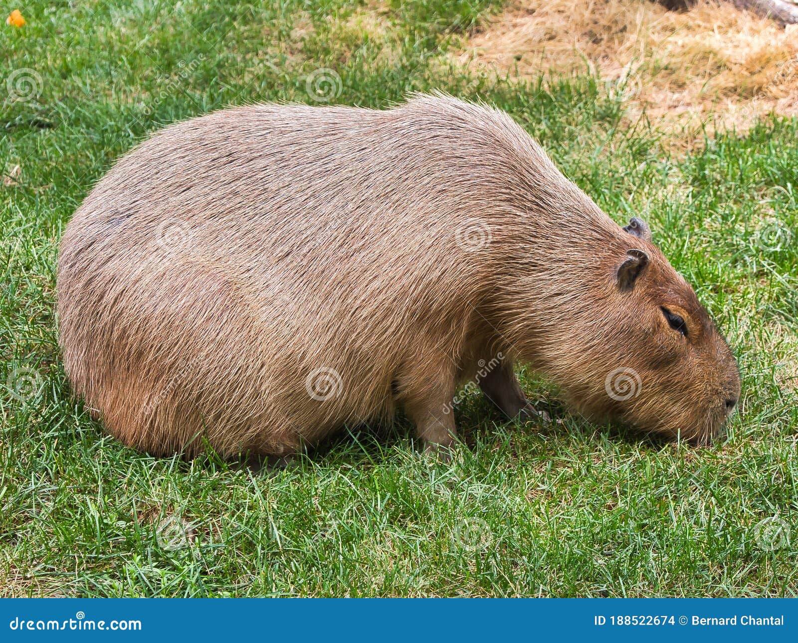 Male Capybara On A River Bank In The Pantanal Royalty-Free Stock Image ...