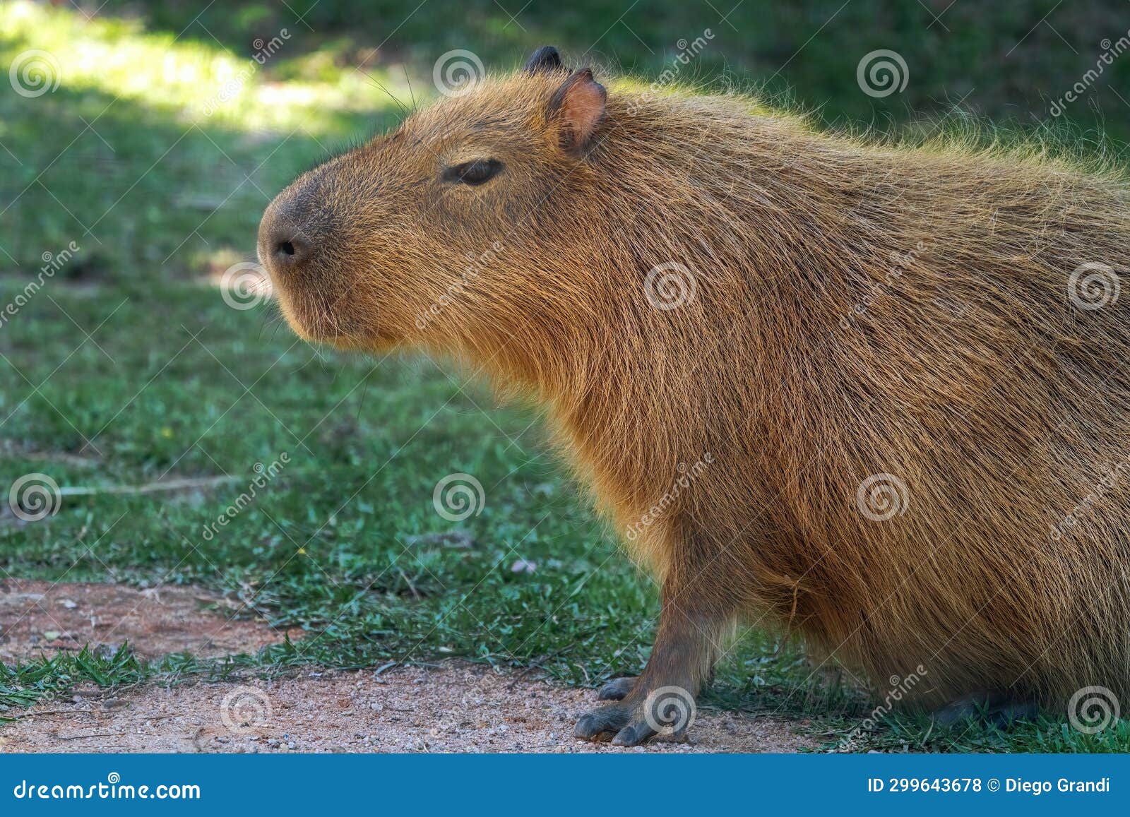 Capybara - World Largest Rodent Stock Photo - Image of discovery ...