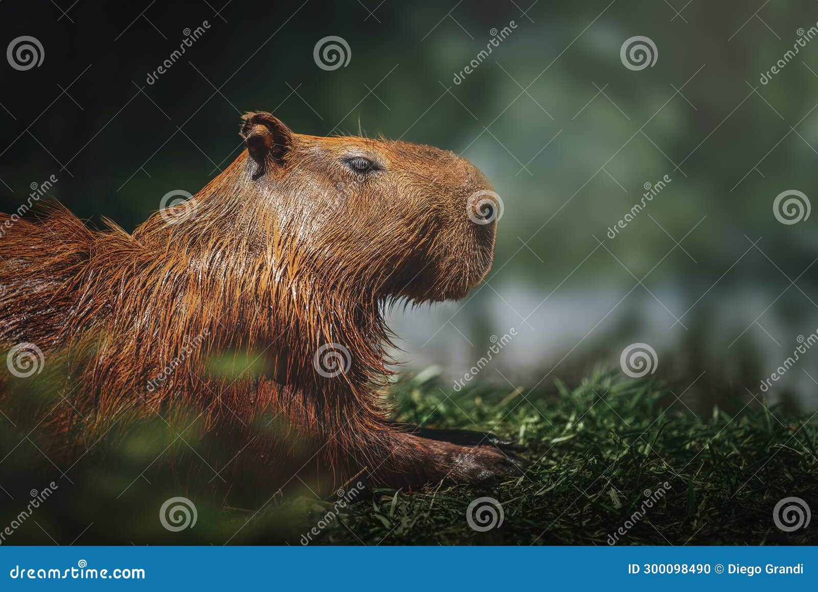 The Capybara Is The World`s Largest Rodent. Royalty-Free Stock Photo ...