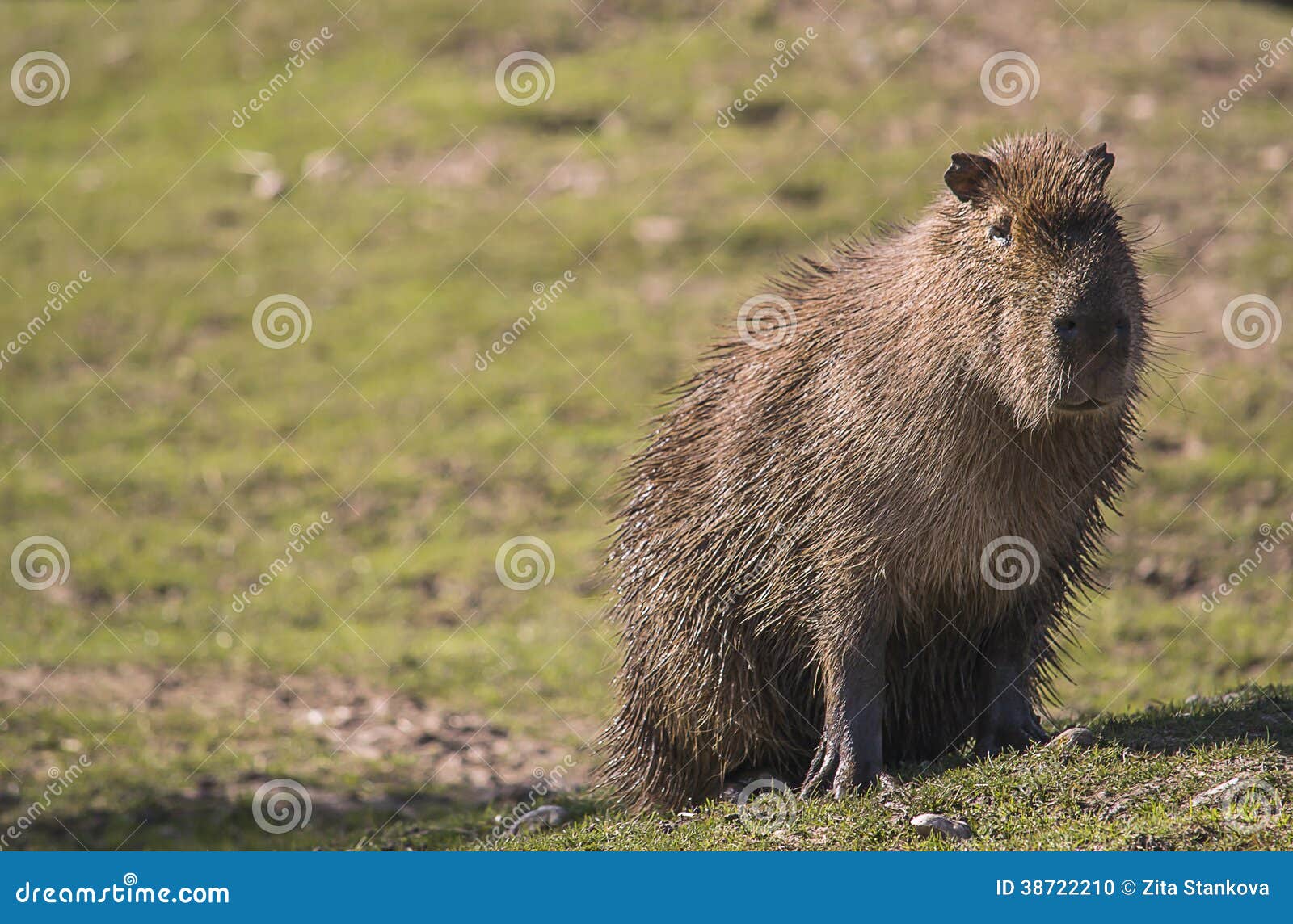 Capybara stock photo. Image of capybara, wildlife, hair - 38722210