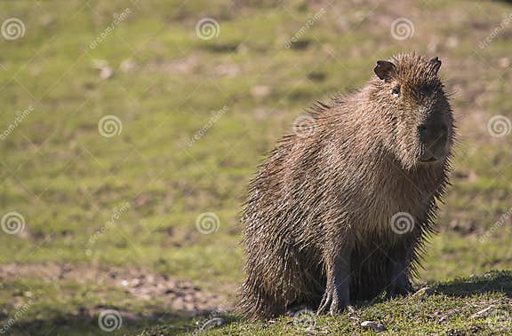 Capybara stock photo. Image of capybara, wildlife, hair - 38722210