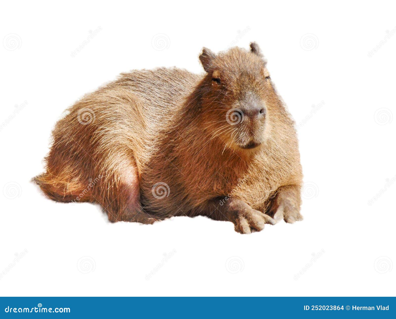 Capybara Isolated On White Background. Royalty-Free Stock Photography ...