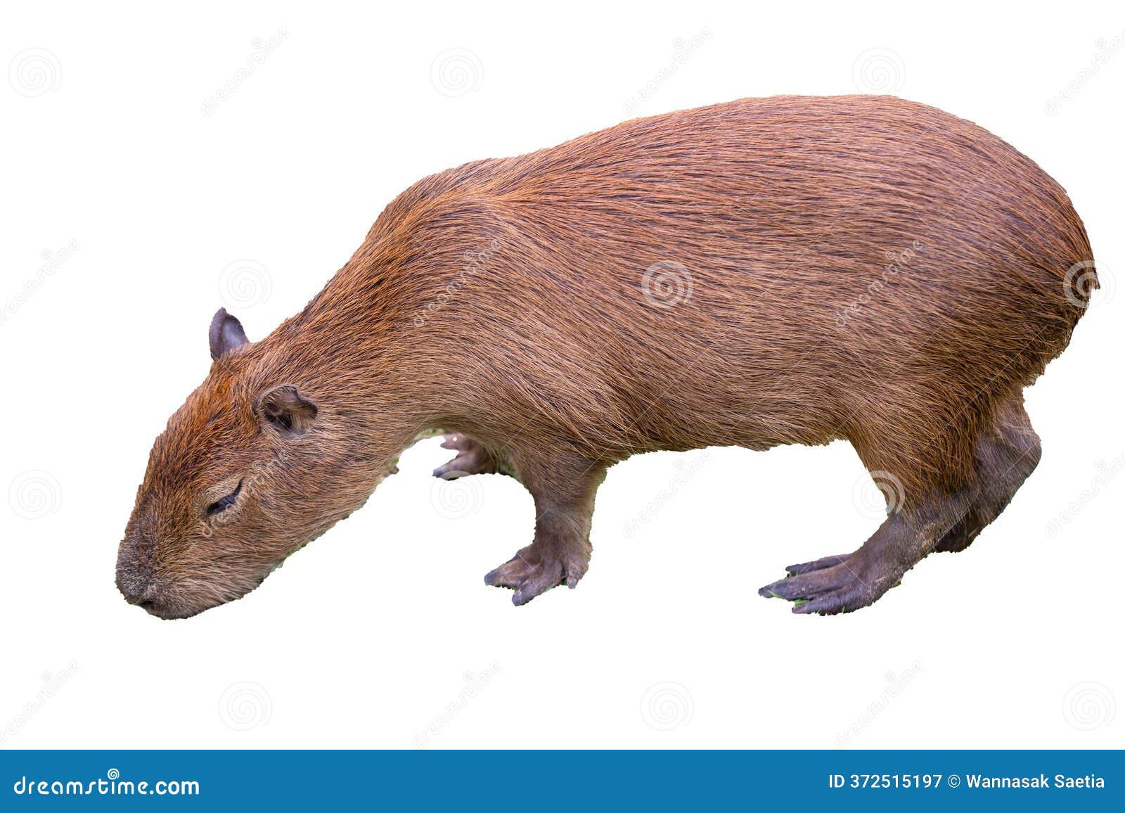 Capybara Isolated On A Transparent Background As A PNG File Stock Image ...