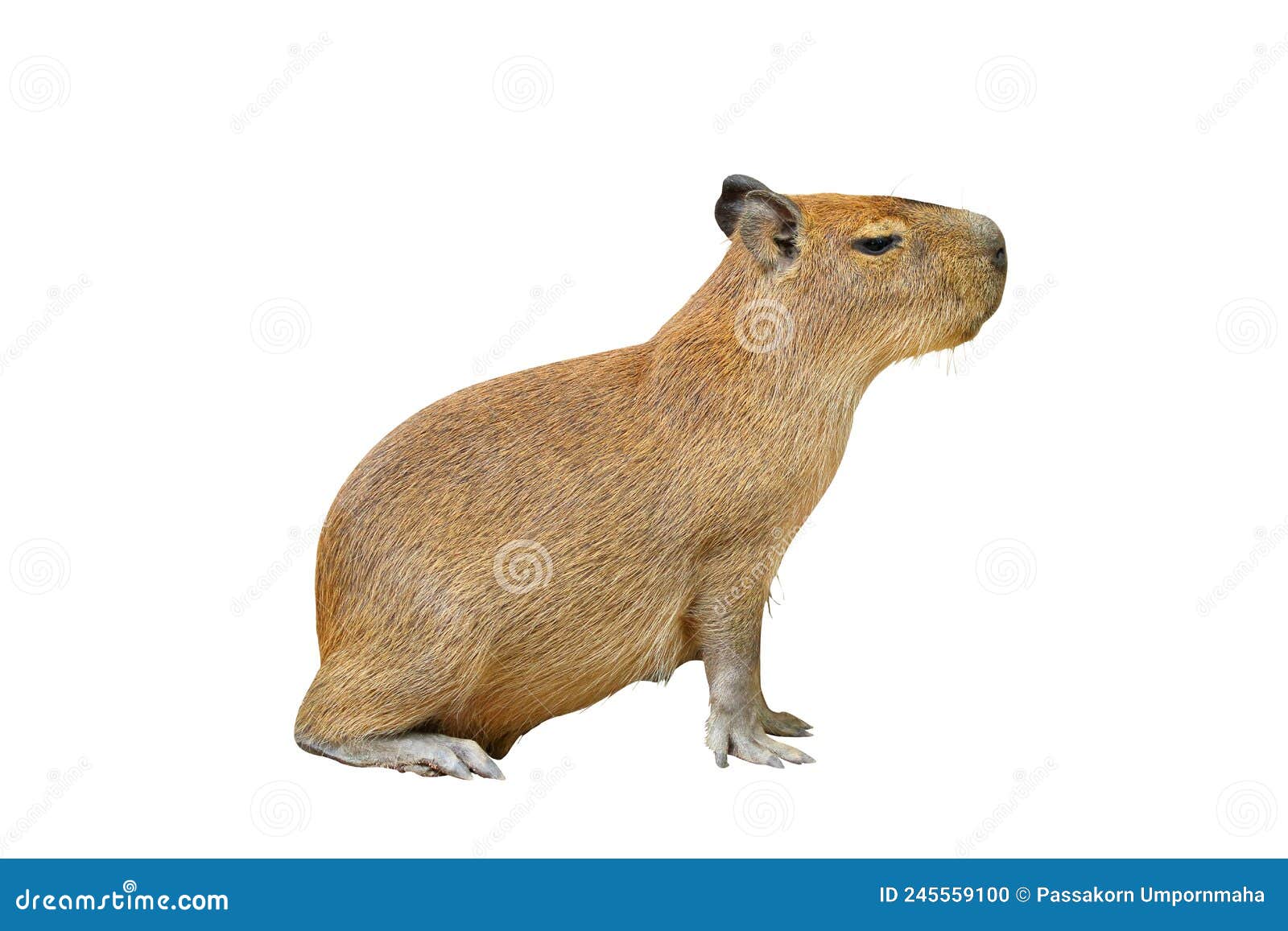 Capybara Isolated On White Background. Royalty-Free Stock Photography ...