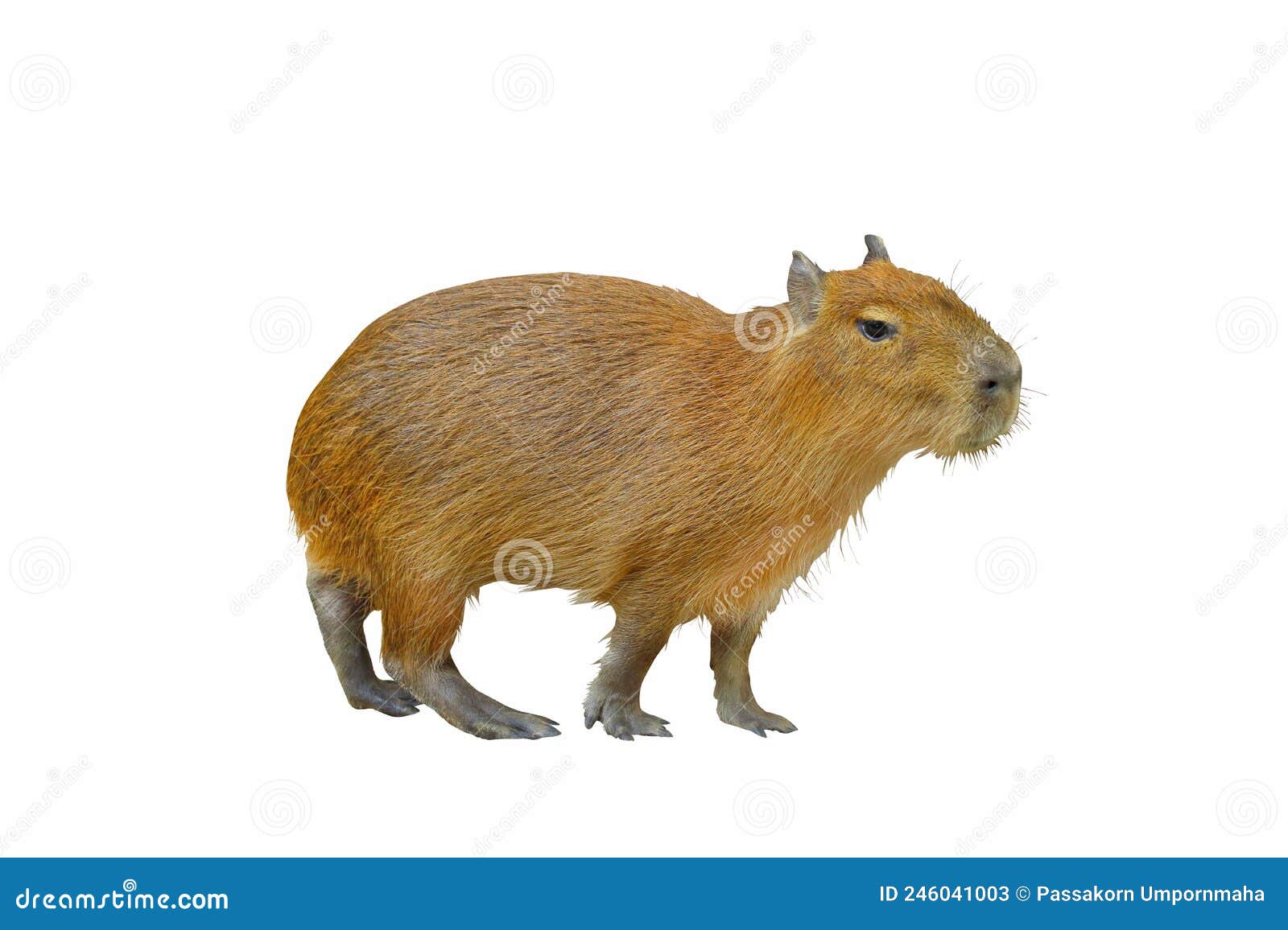 Capybara Isolated On White Background. Royalty-Free Stock Photography ...