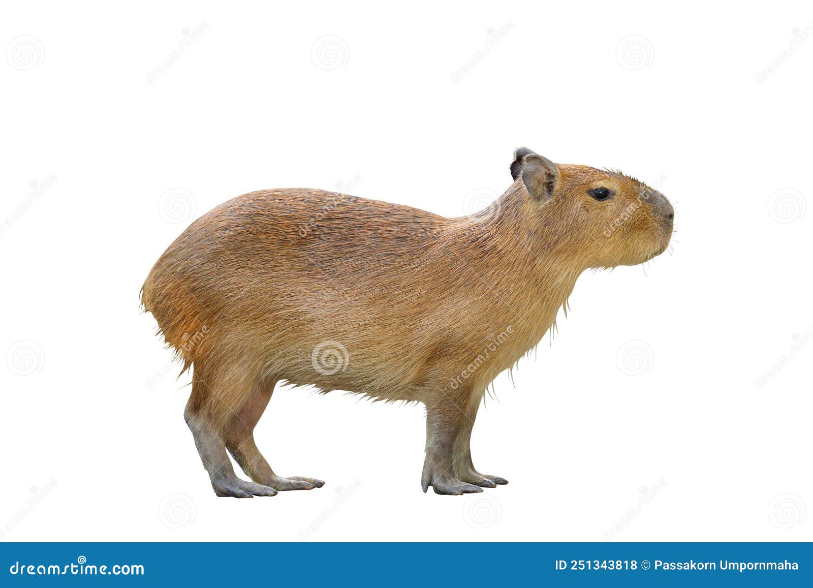 Capybara Isolated on White Background. Stock Photo - Image of ...