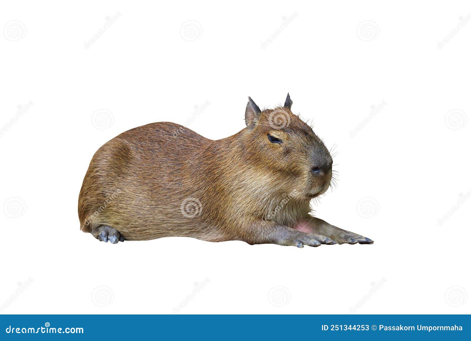Capybara Isolated On White Background. Royalty-Free Stock Photography ...