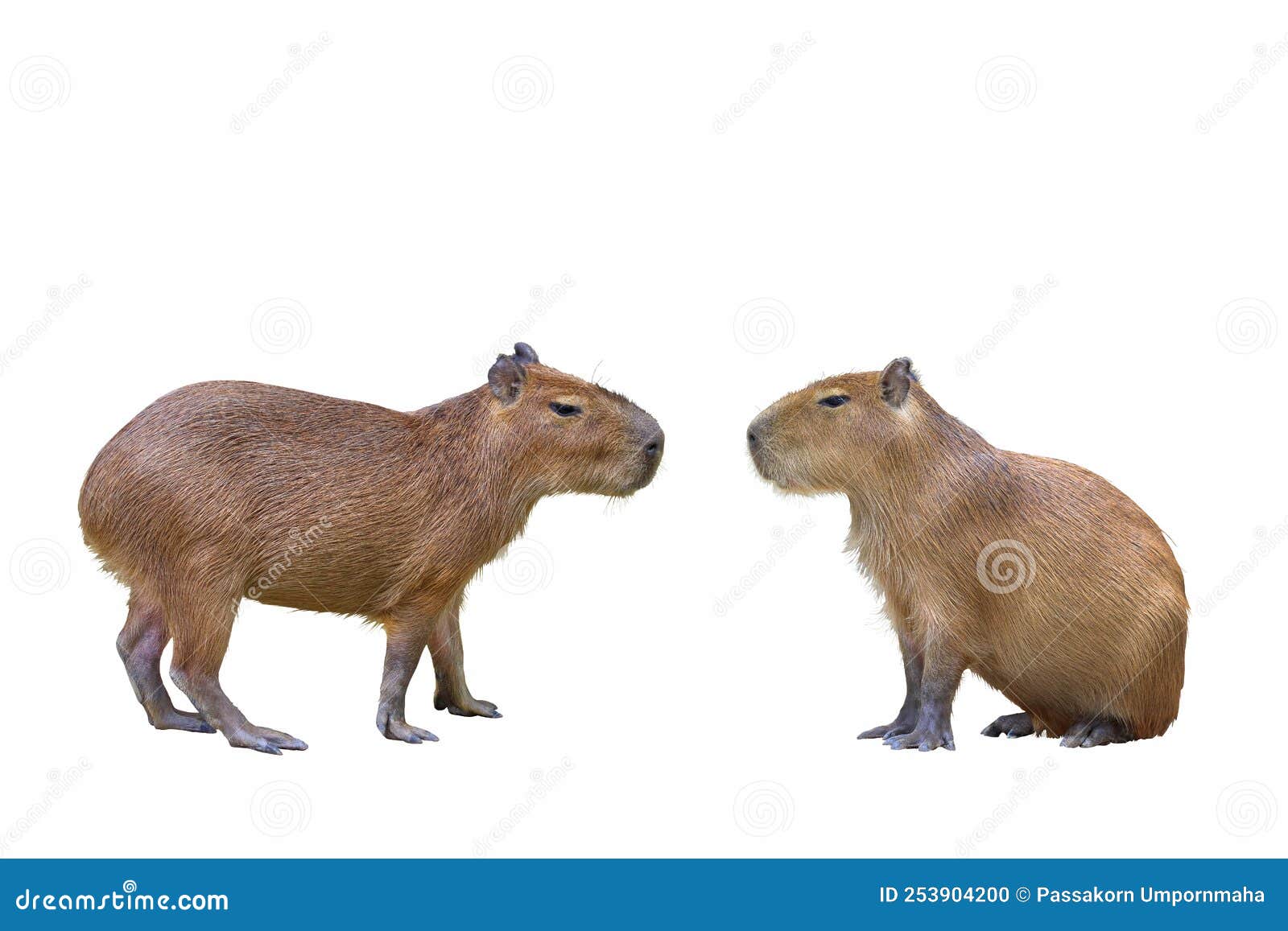 Capybara Isolated On White Background. Royalty-Free Stock Photography ...