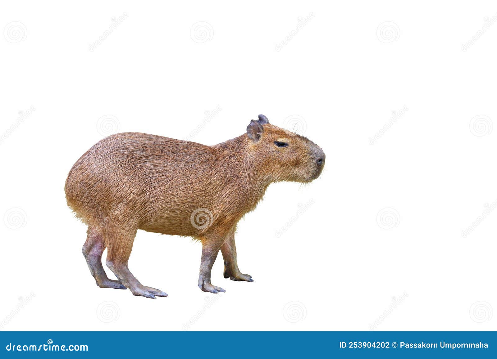 Capybara Isolated on White Background. Stock Photo - Image of fluffy ...