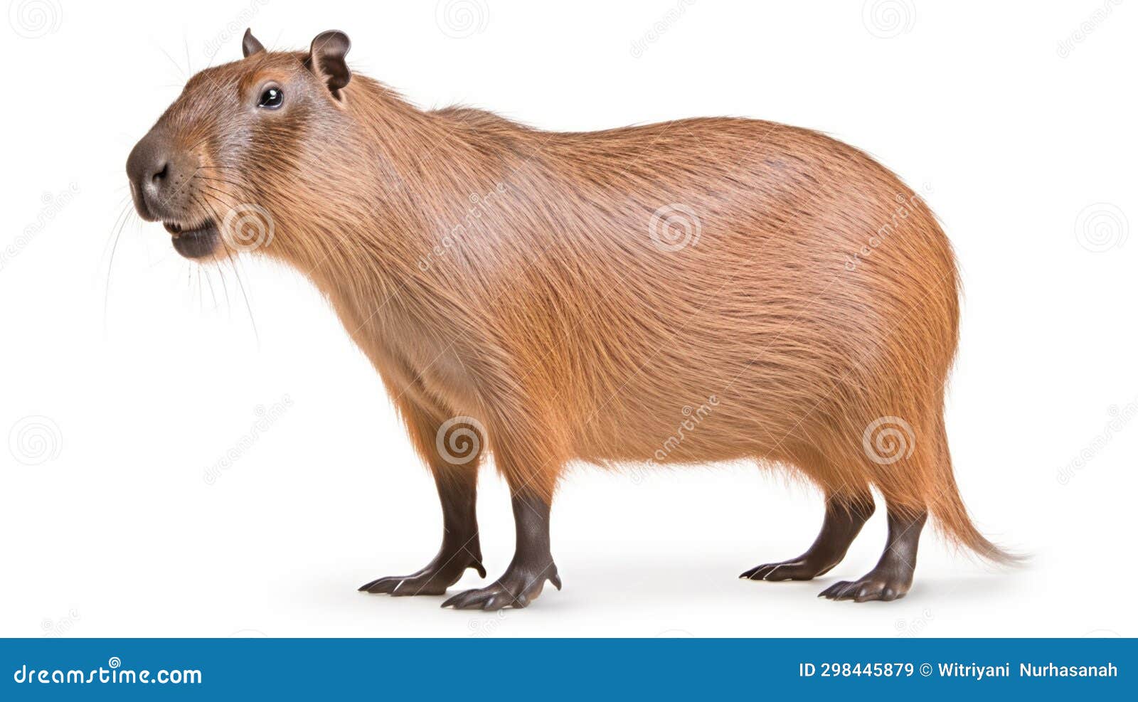 Capybara Isolated on White Background. Generative Ai Stock Illustration ...