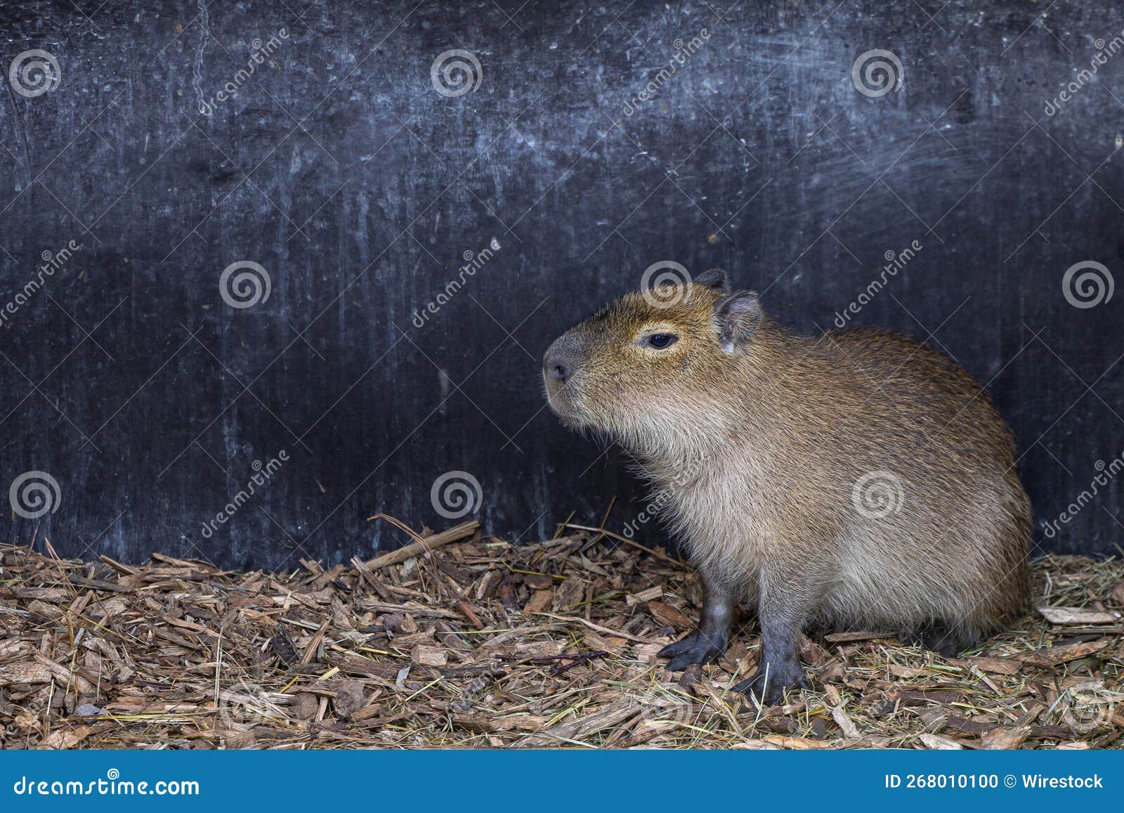 Capybara in Its Habitat in Zoo Stock Photo - Image of capybara, park ...