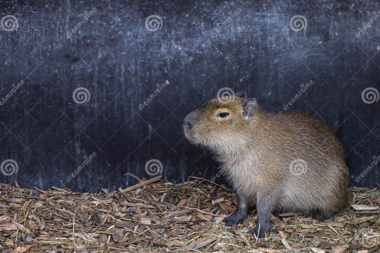 Capybara in Its Habitat in Zoo Stock Photo - Image of capybara, park ...