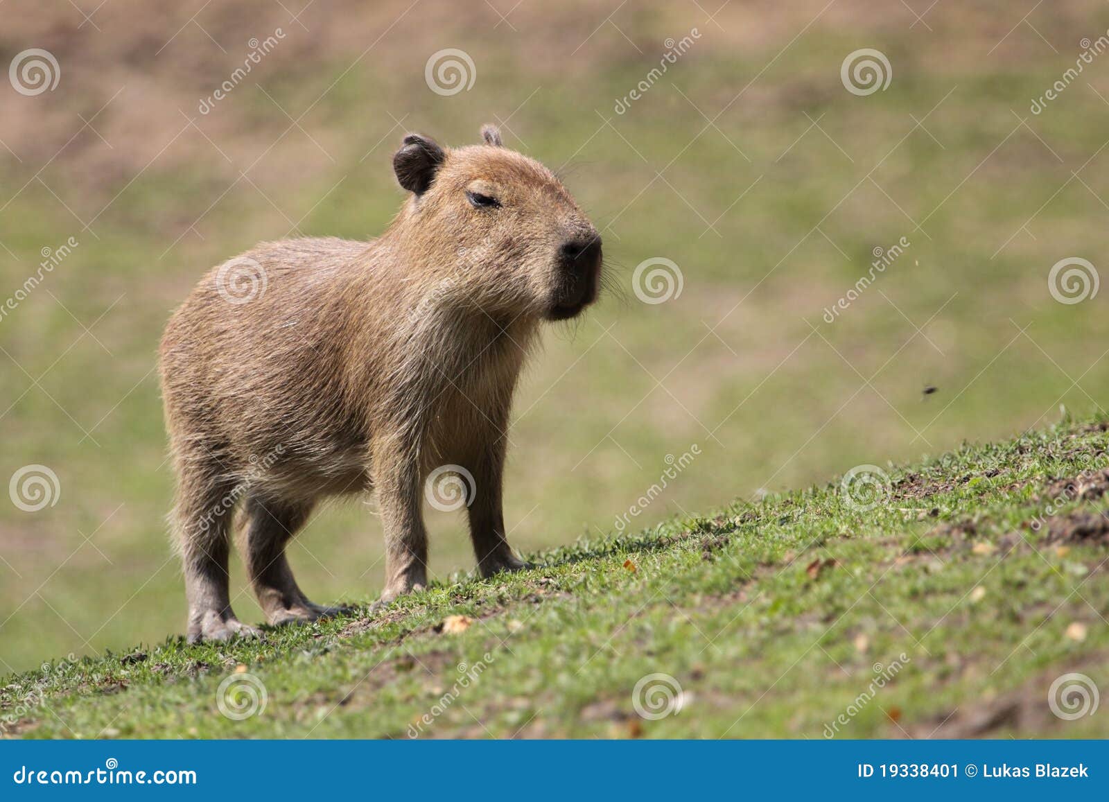 Capybara juvenile stock image. Image of hydrochaeris - 19338401